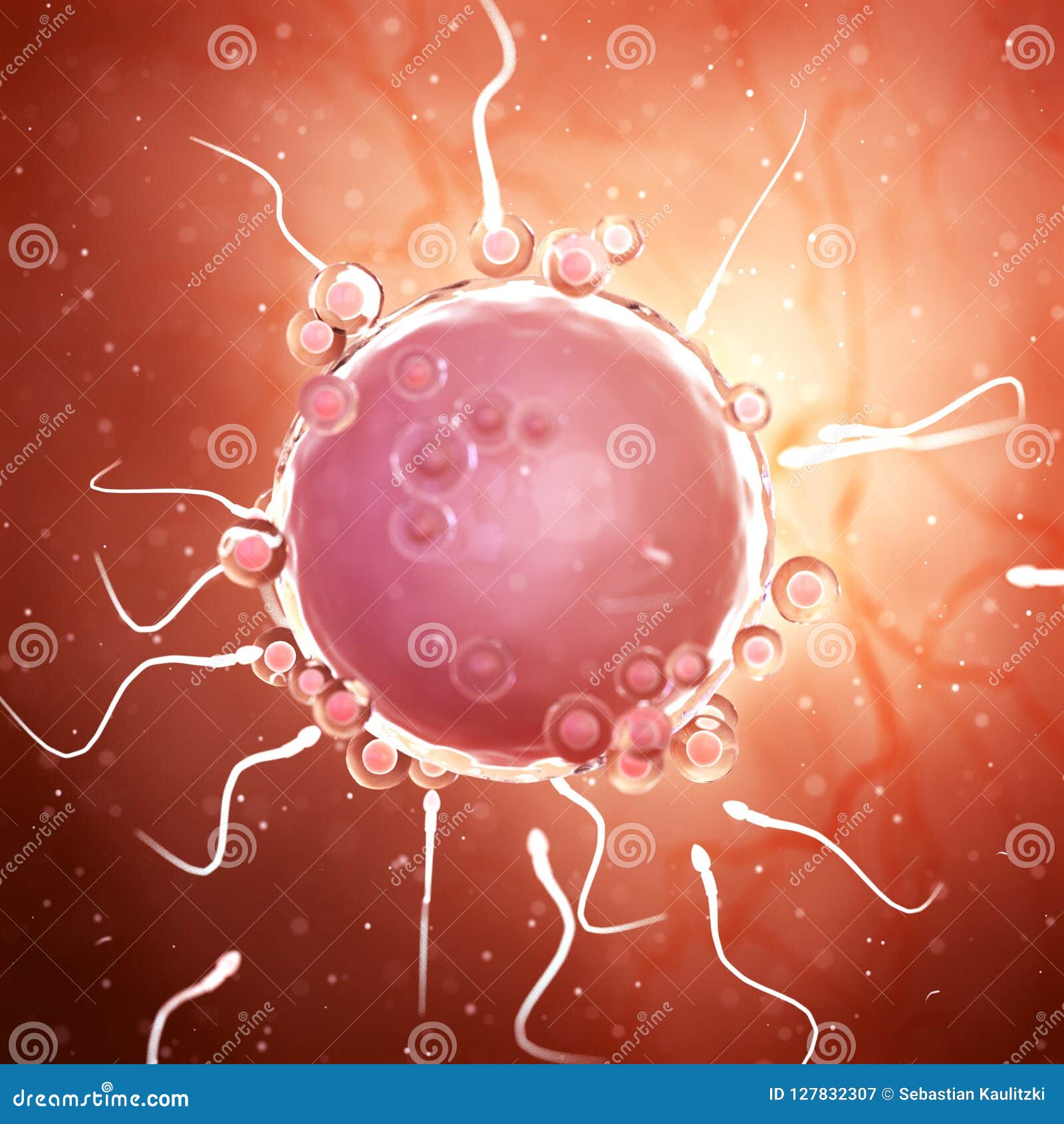 Samenzellen Um Eine Eizelle Stock Abbildung - Illustration von gene ...