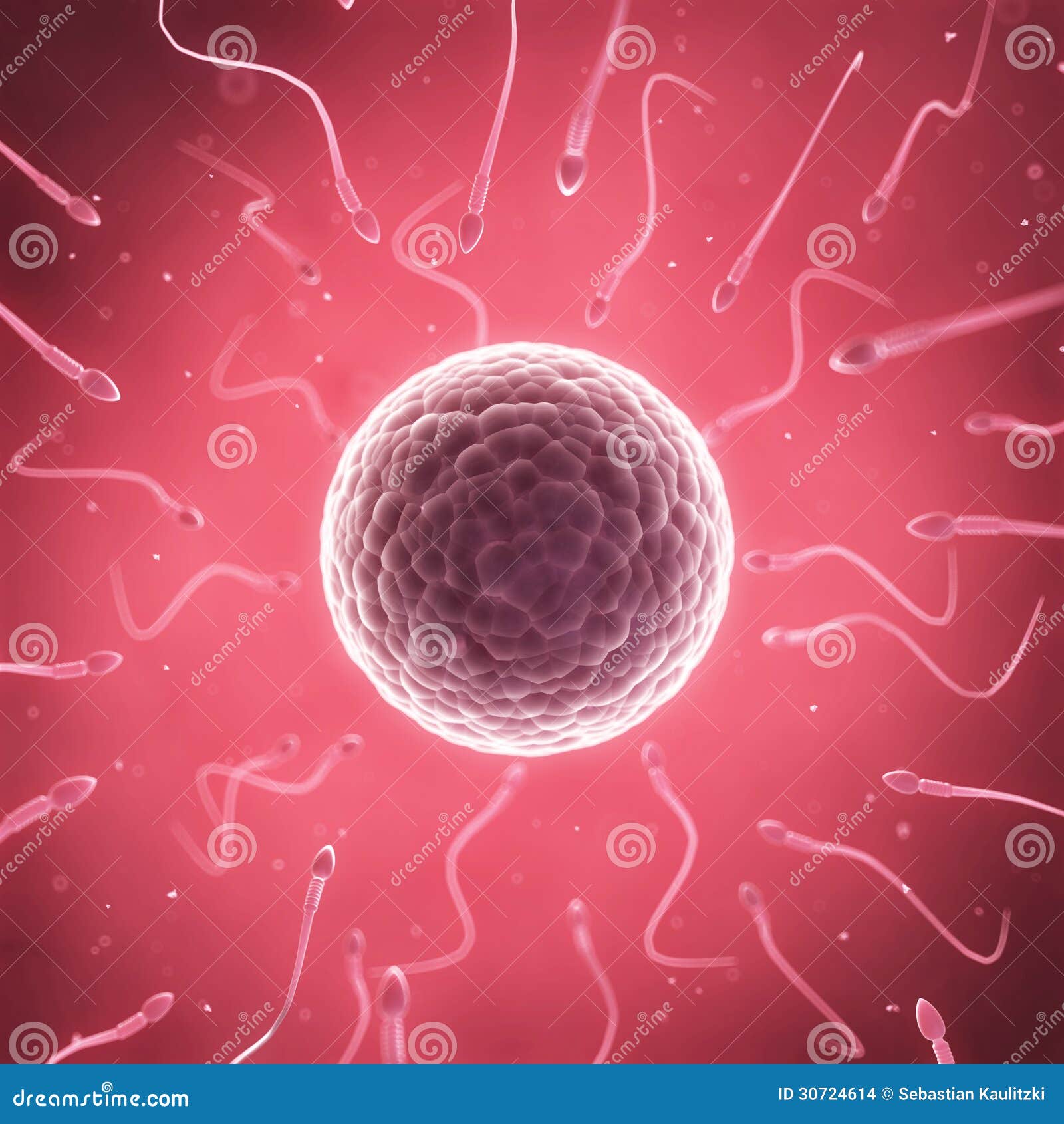 Samenzellen Und Eine Eizelle Stock Abbildung - Illustration von ...