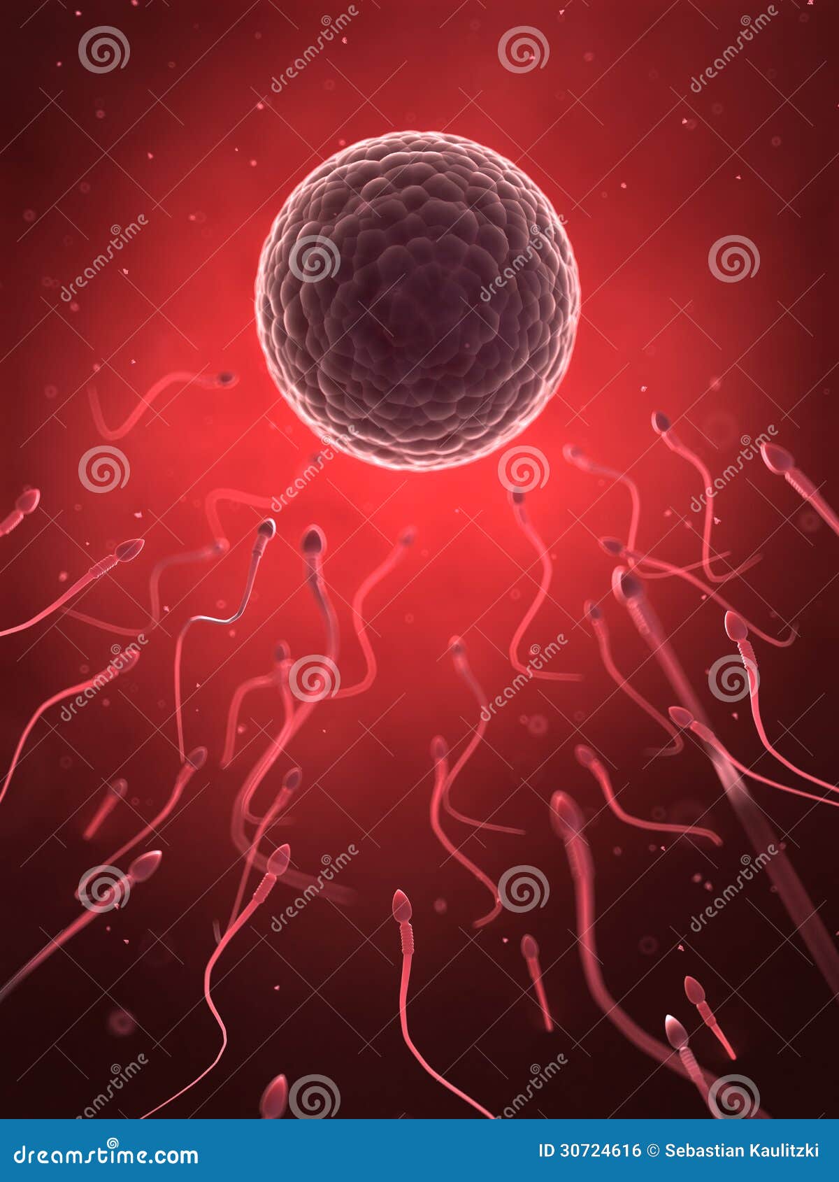 Samenzellen Und Eine Eizelle Stock Abbildung - Illustration von ...