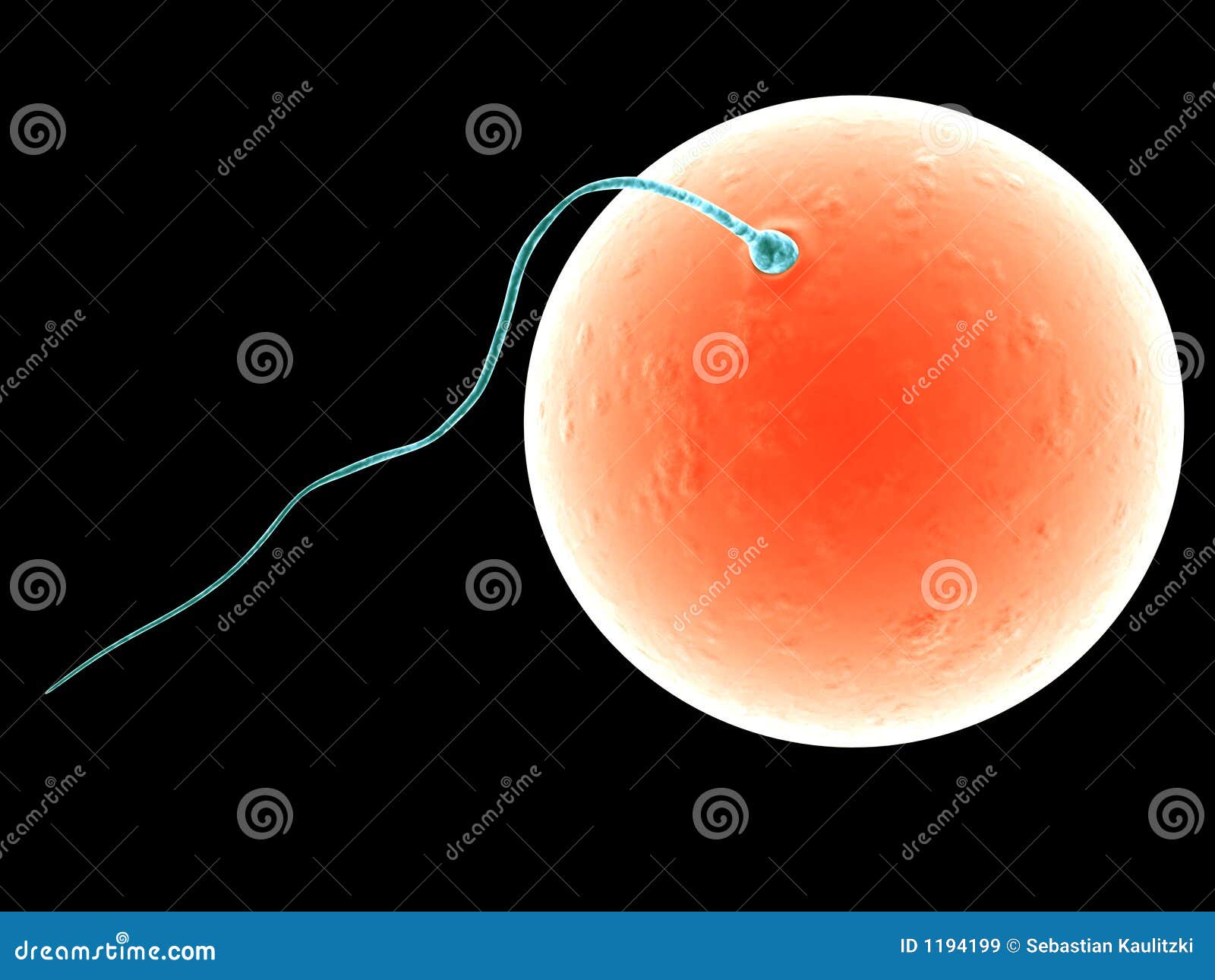 Samenzellen und Eizelle stock abbildung. Illustration von makro - 1194199