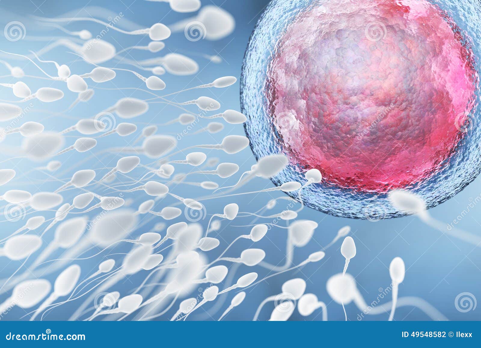 Samenzellen- und Eizelle stock abbildung. Illustration von genetisch ...