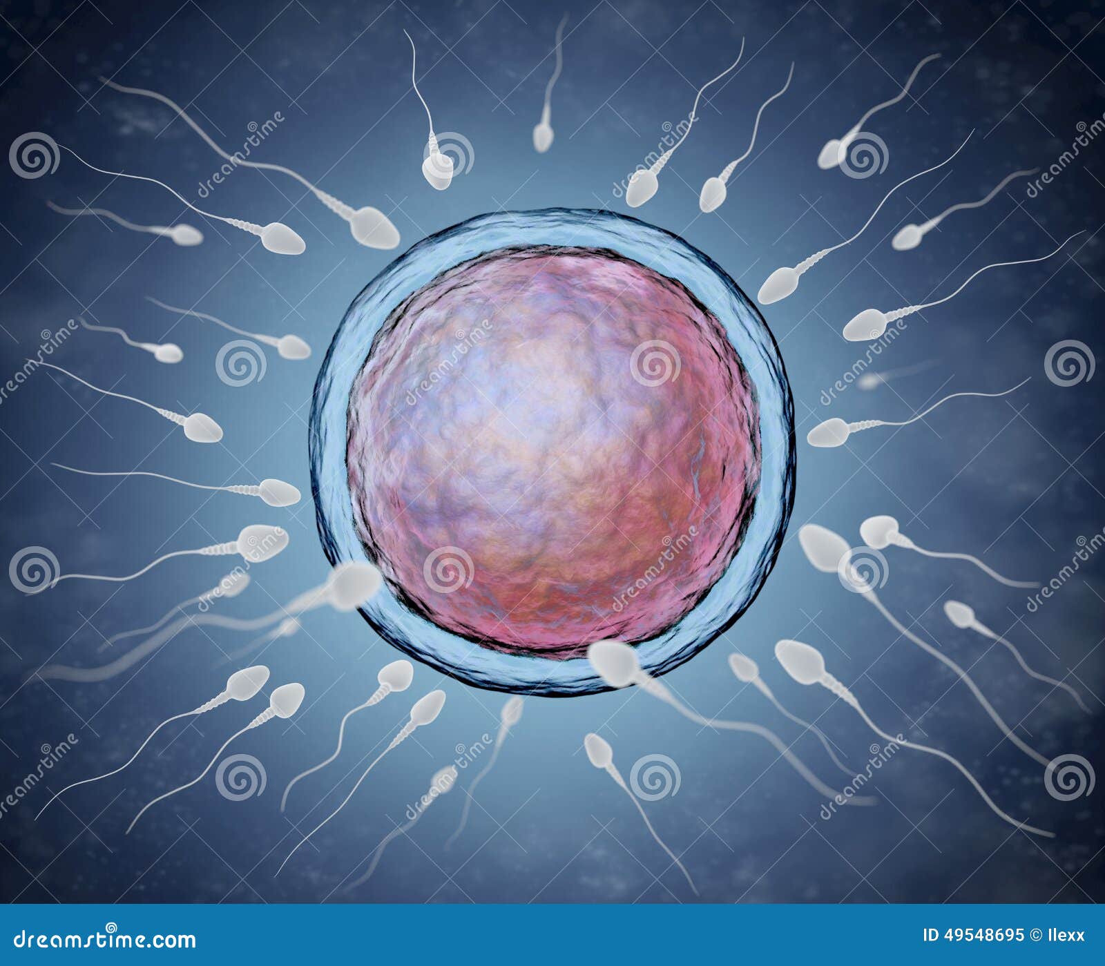 Samenzellen- und Eizelle stock abbildung. Illustration von menschlich ...