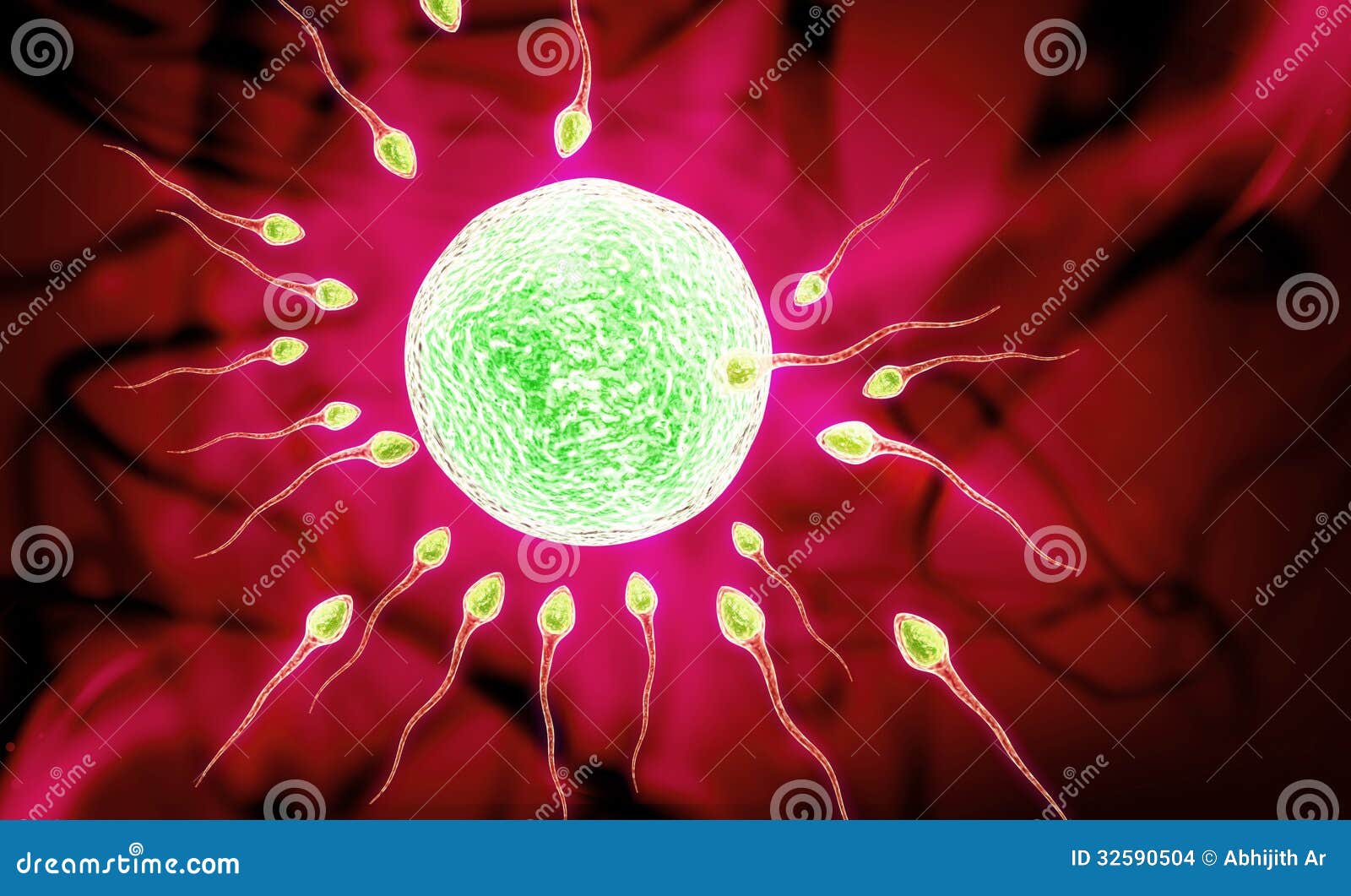Samenzellen und Ovulum stock abbildung. Illustration von bewegung ...