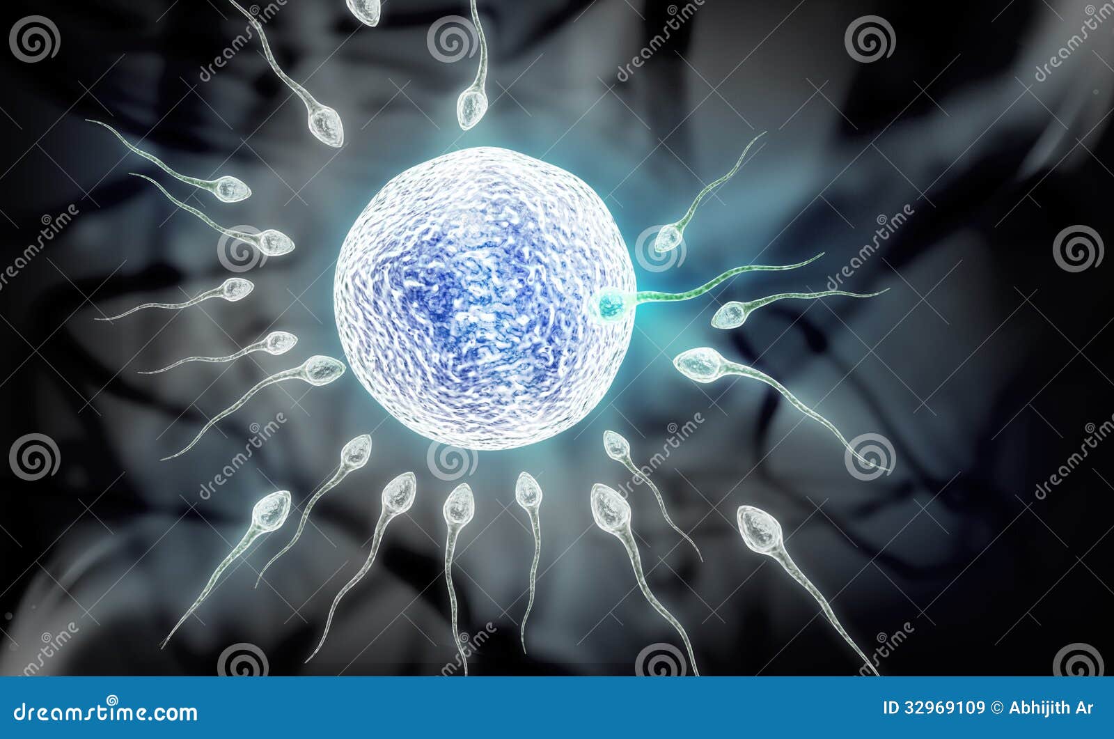 Samenzellen und Ovulum stock abbildung. Illustration von anatomie ...