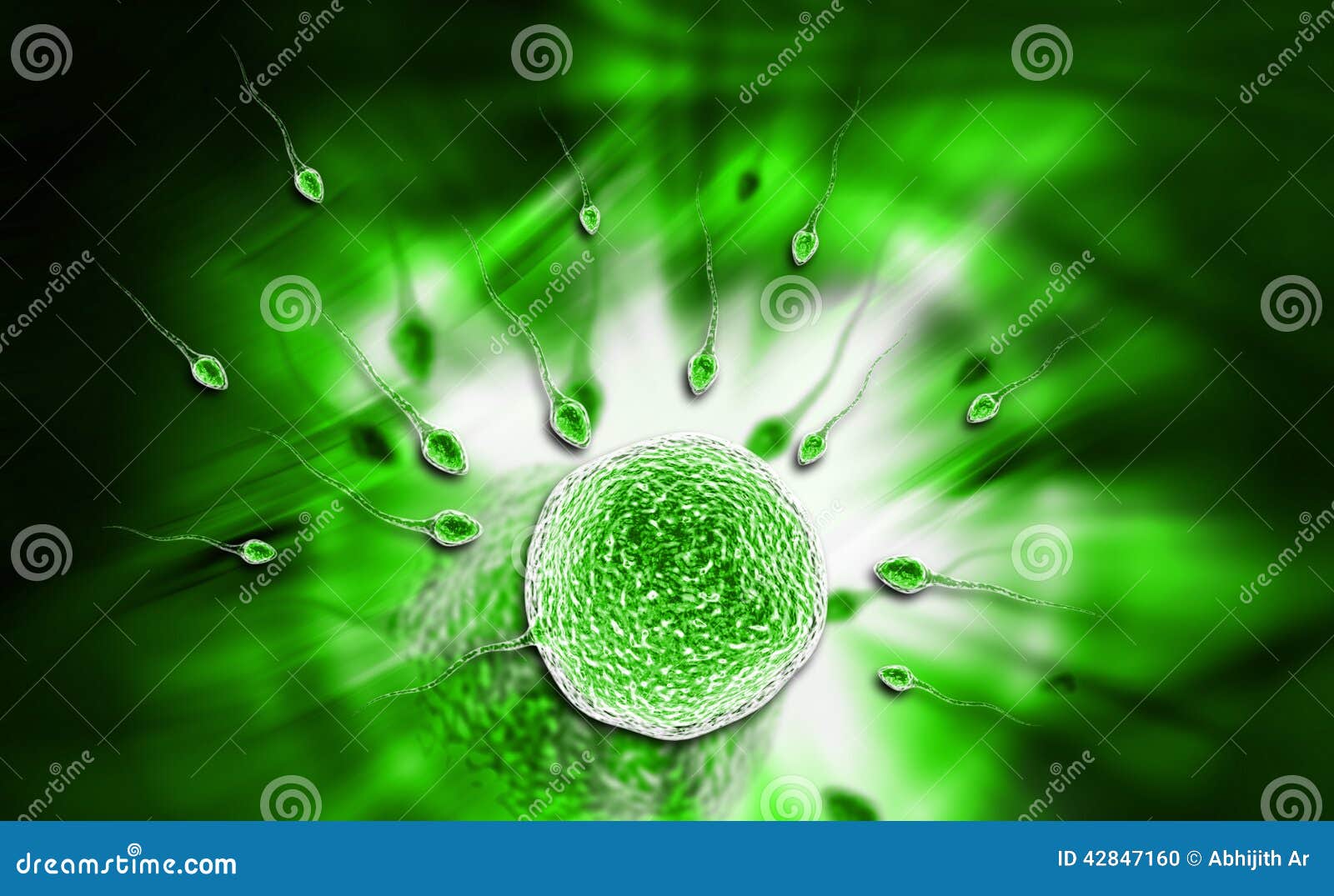 Samenzellen und Ovulum stock abbildung. Illustration von horizontal ...