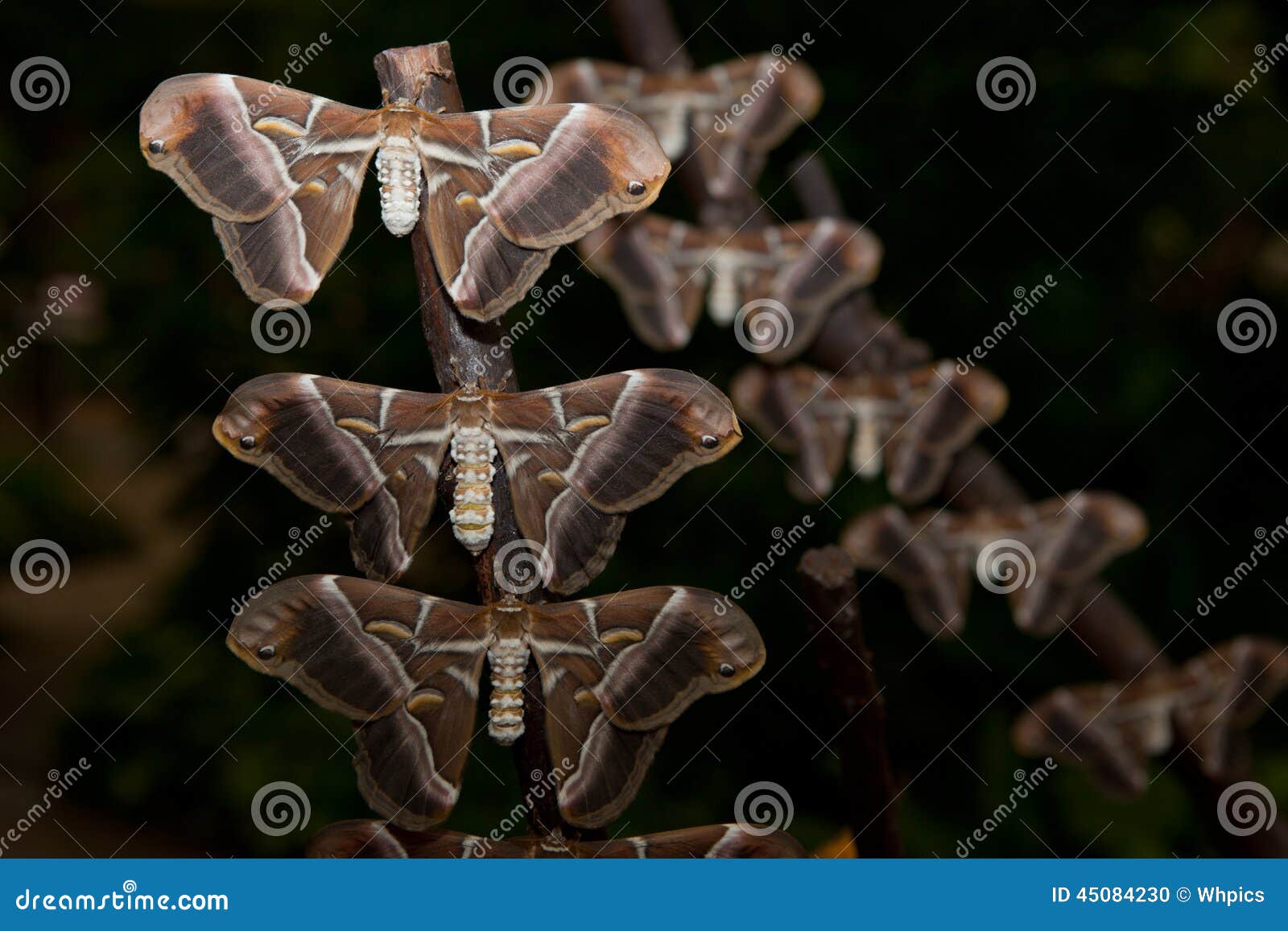 Samia ricini moth stock photo. Image of butterfly, garden - 45084230