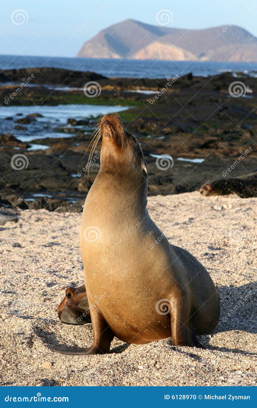 Samica lwa morza zdjęcie stock. Obraz złożonej z oceany - 6128970