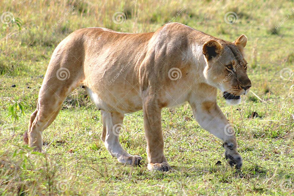 Samica lwa polowanie zdjęcie stock. Obraz złożonej z afryka - 1215826