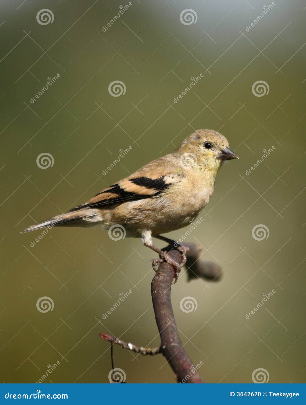 Samica Szczygieł Amerykański Zdjęcie Stock - Obraz złożonej z ...