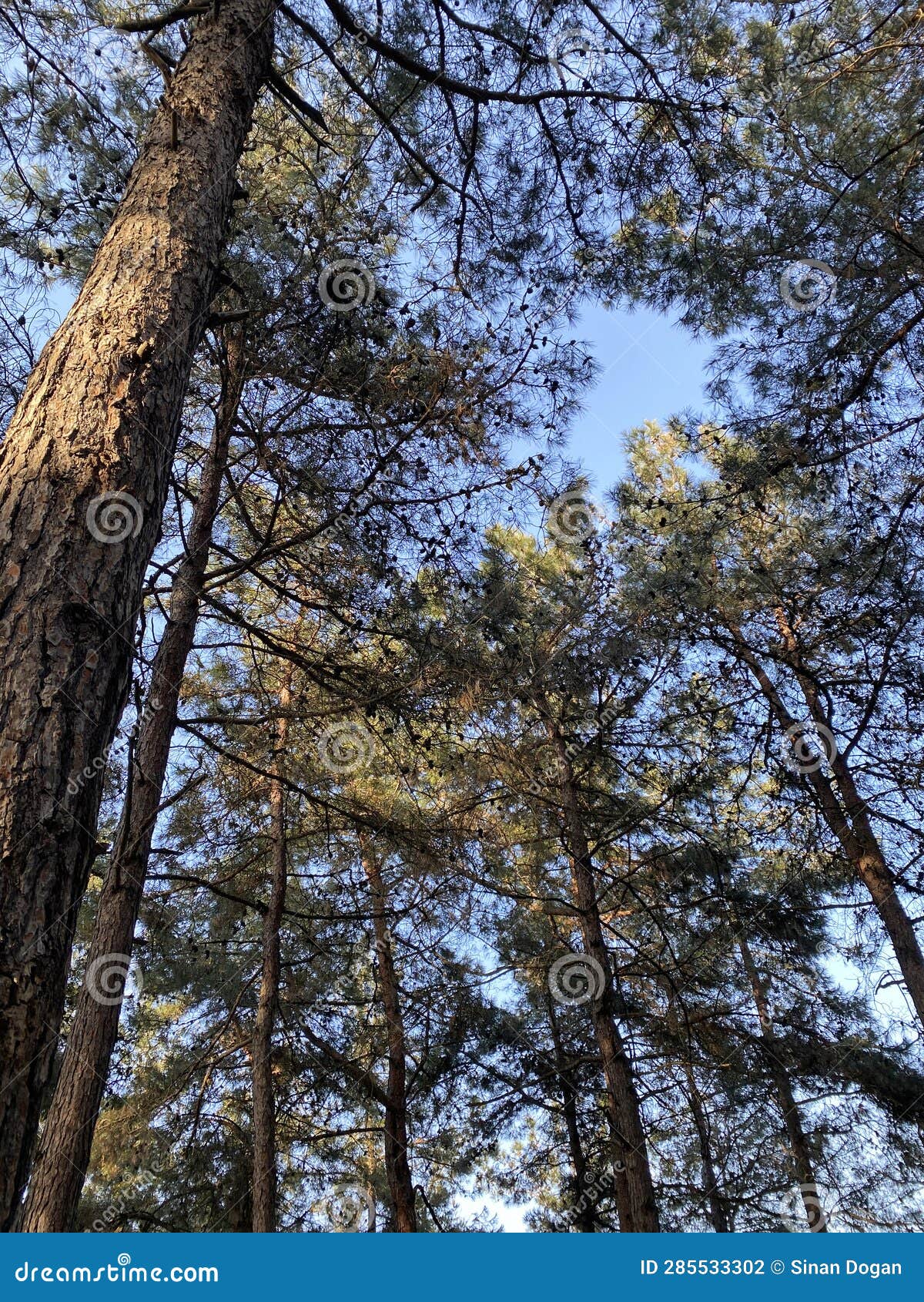 Samlar Nature Park stock photo. Image of branch, stanbul - 285533302