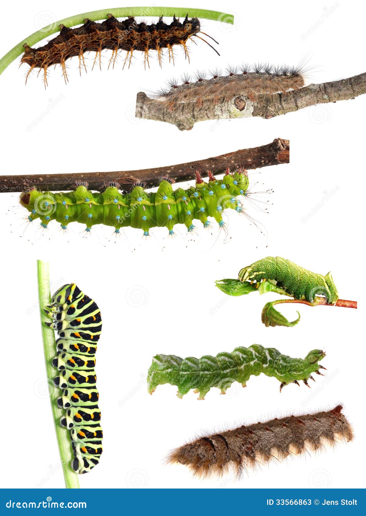 Samling av larver fotografering för bildbyråer. Bild av fjäril - 33566863