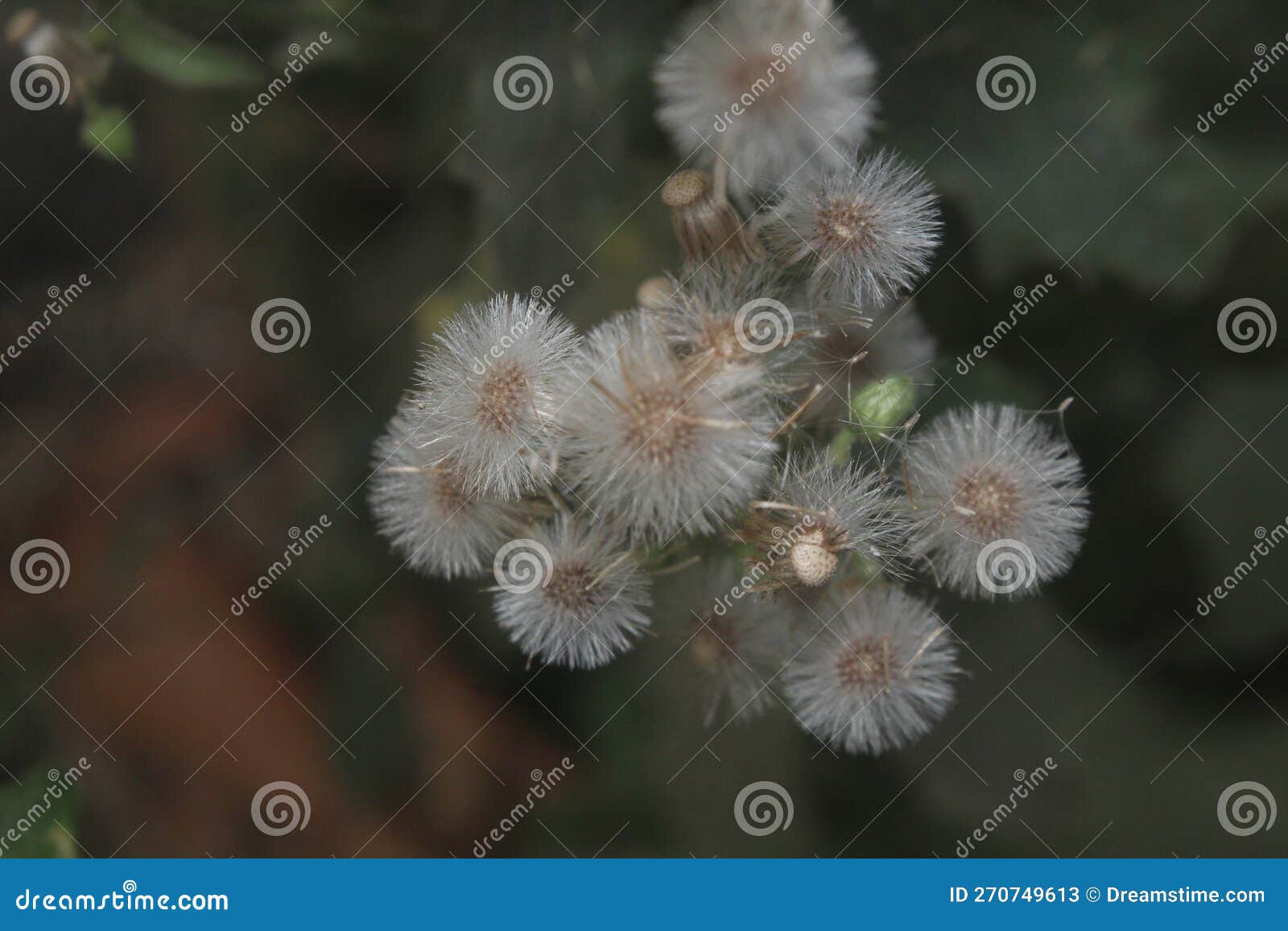 Samll White Flower with Pappule Stock Image - Image of wildflower, food ...