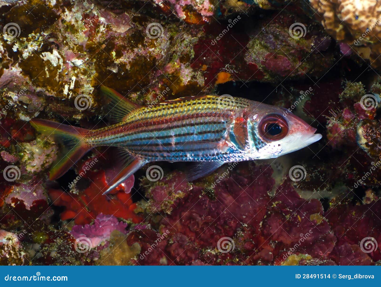 Neoniphon Sammara, The Sammara Squirrelfish, Also Known As The Blood ...