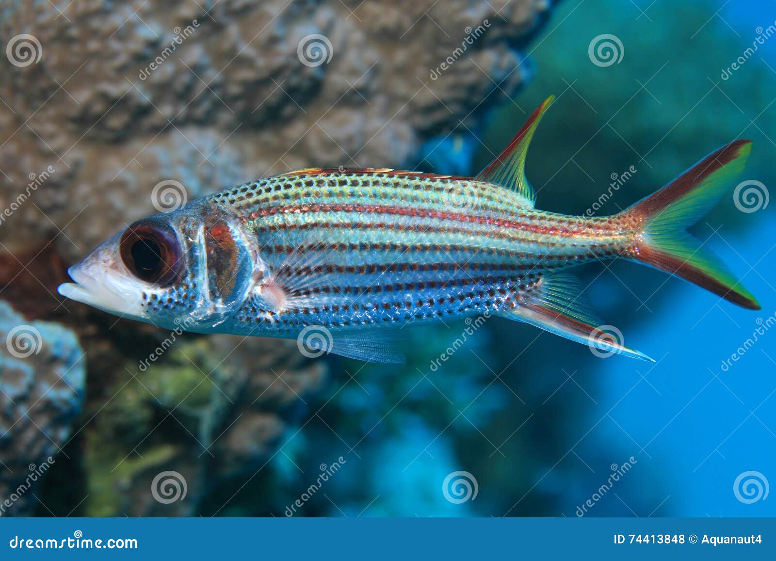 Sammara squirrelfish stock photo. Image of hurghada, exotic - 74413848