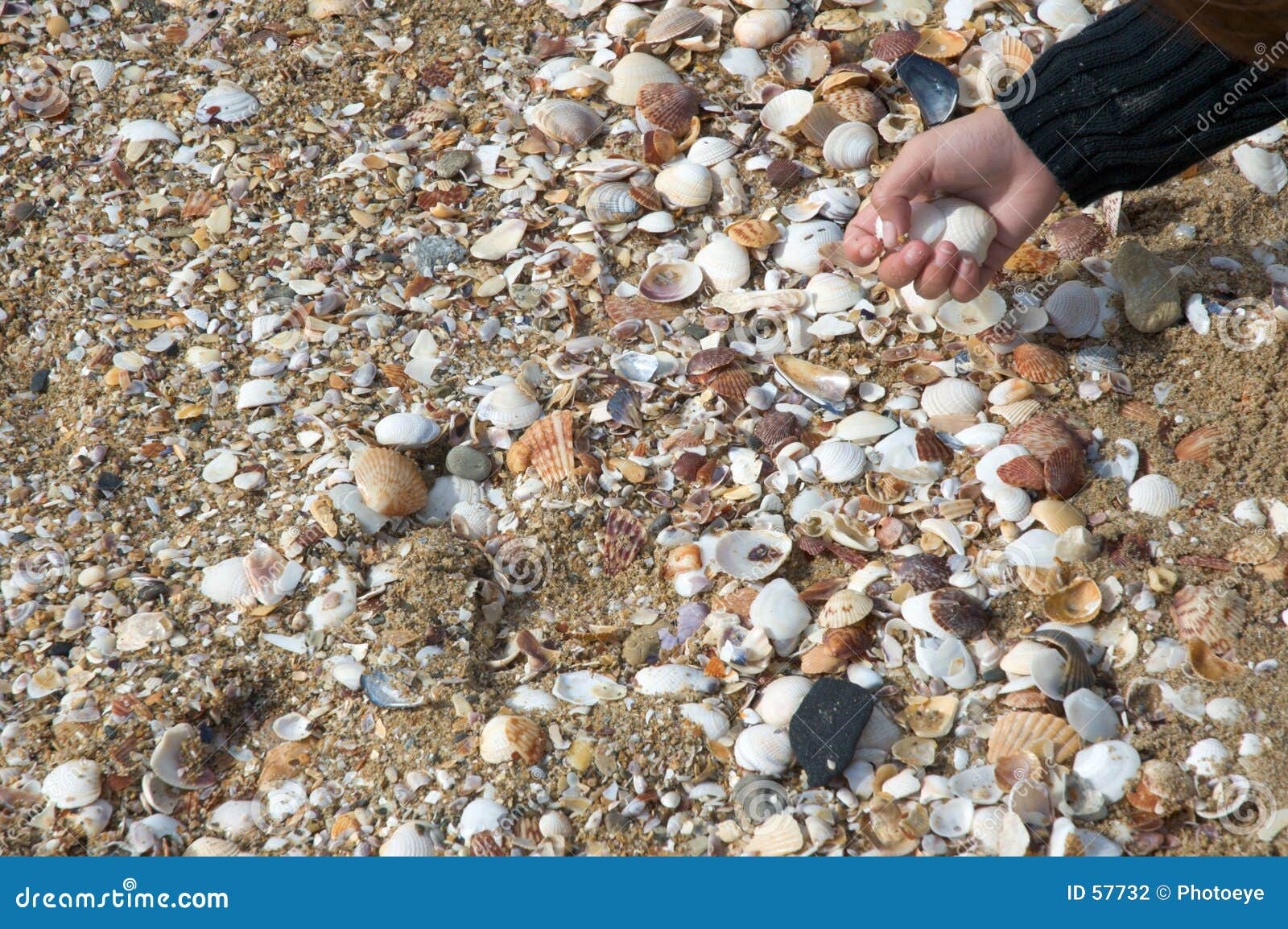Sammeln von Muscheln stockfoto. Bild von kinder, strand - 57732