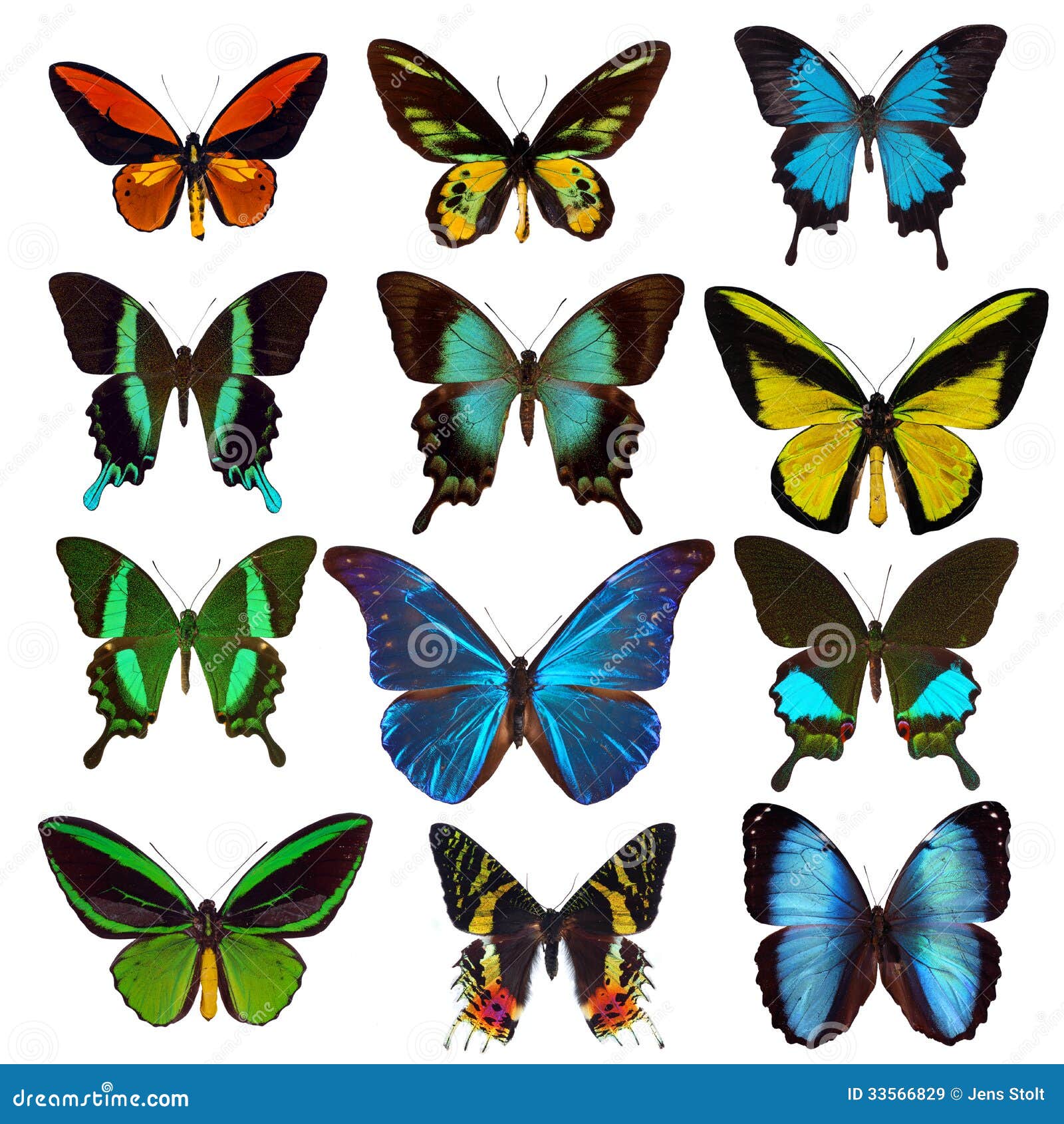 Sammlung Tropische Schmetterlinge Lizenzfreie Stockbilder - Bild: 33566829