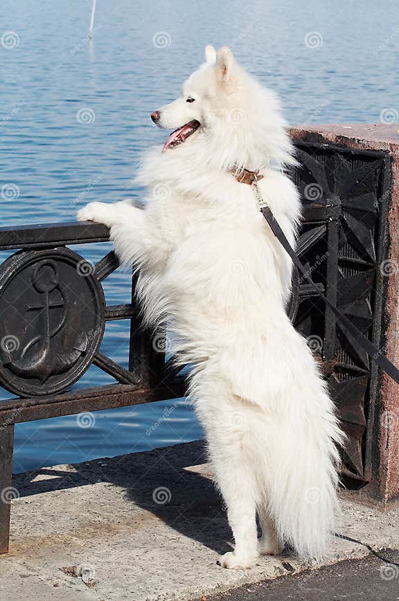 Samoed s dog stock image. Image of nose, adult, animal - 1909431