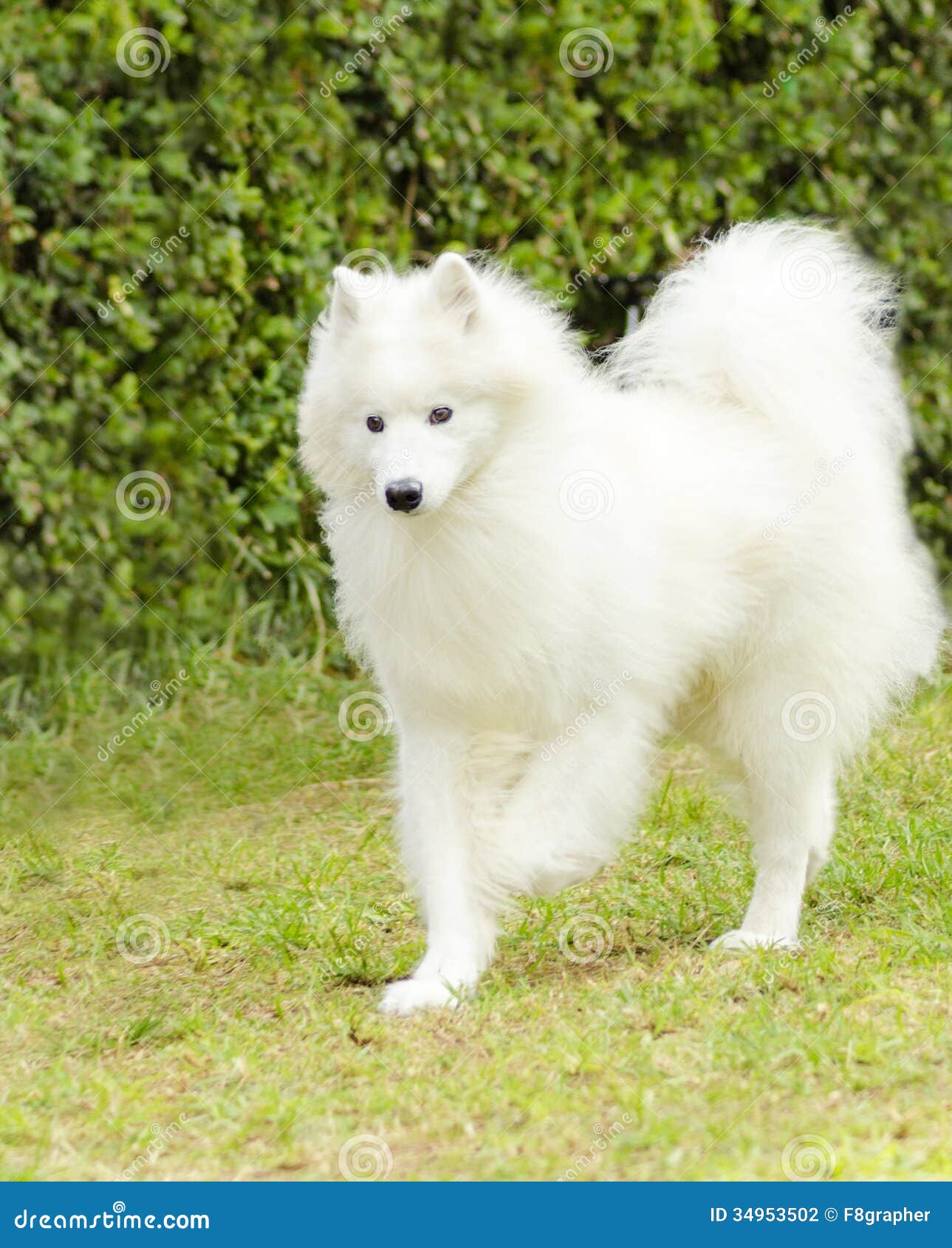 Samoiedo fotografia stock. Immagine di animale, nazionale - 34953502