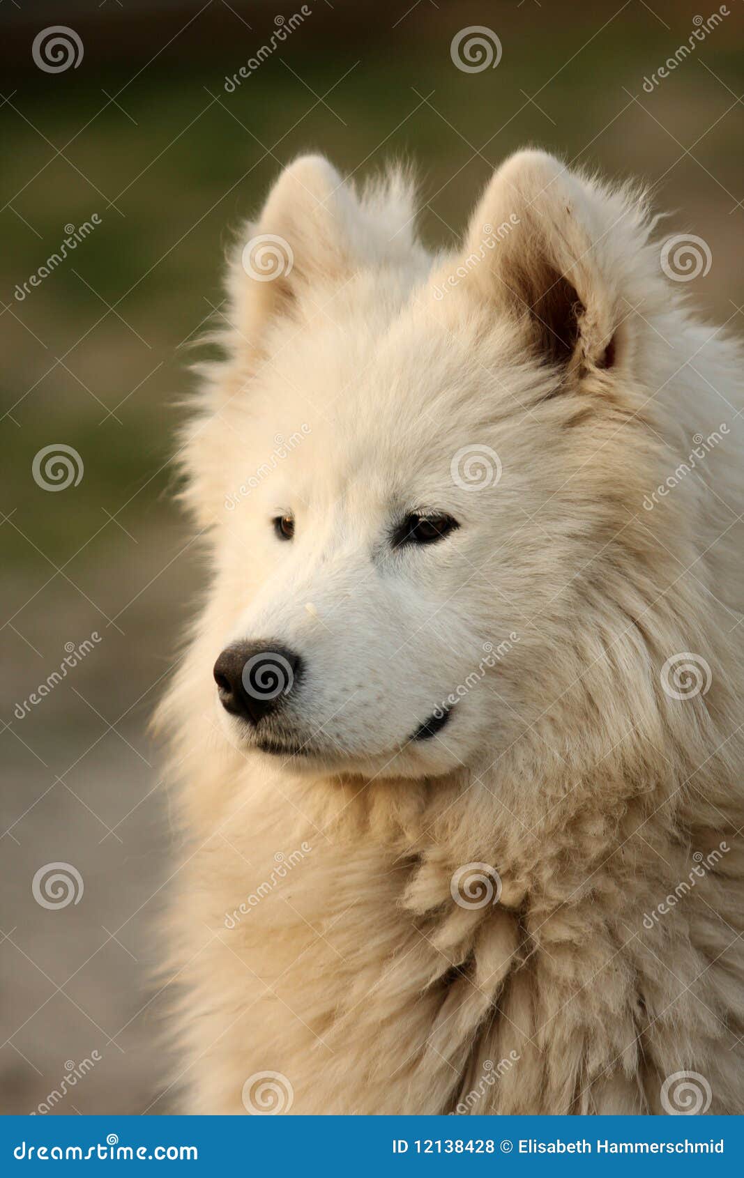 Samojed Dog Portrait Royalty-Free Stock Photo | CartoonDealer.com #13558059