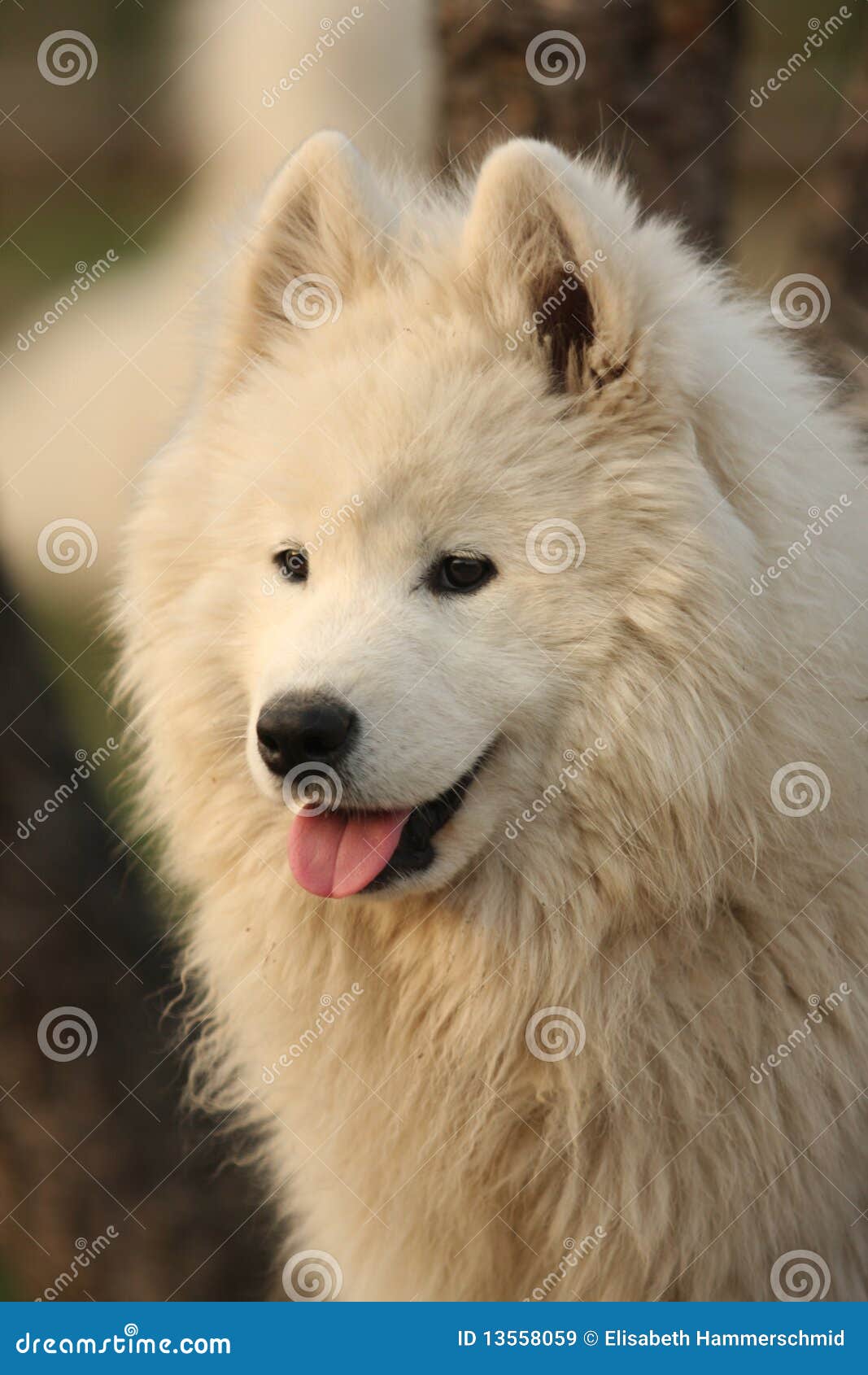 Samojed Dog Portrait stock image. Image of canines, grey - 13558059