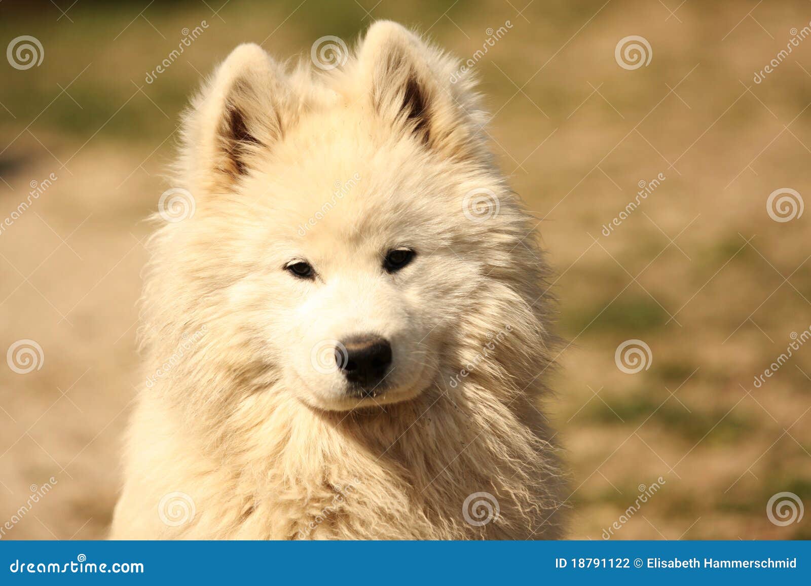 Samojed Dog Portrait stock photo. Image of alert, expressions - 18791122