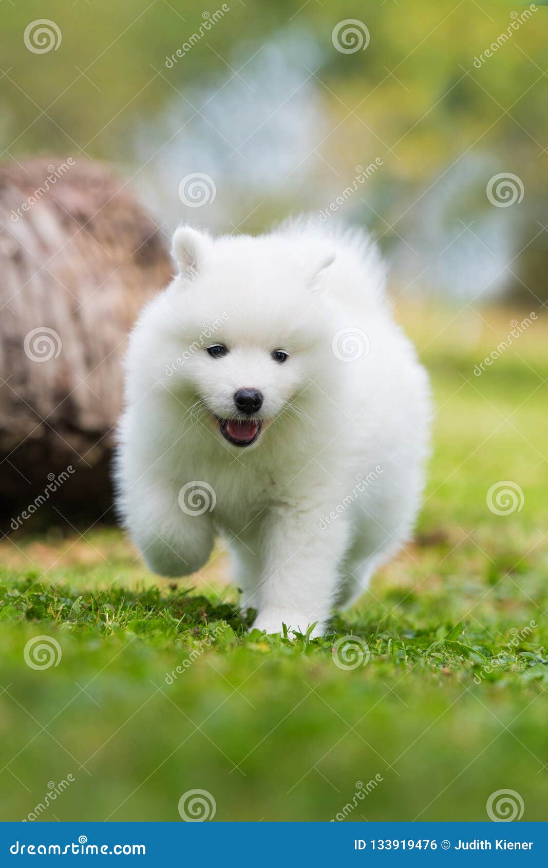 Samoyed Puppy Walking in a Meadow Stock Photo - Image of grass, outside ...