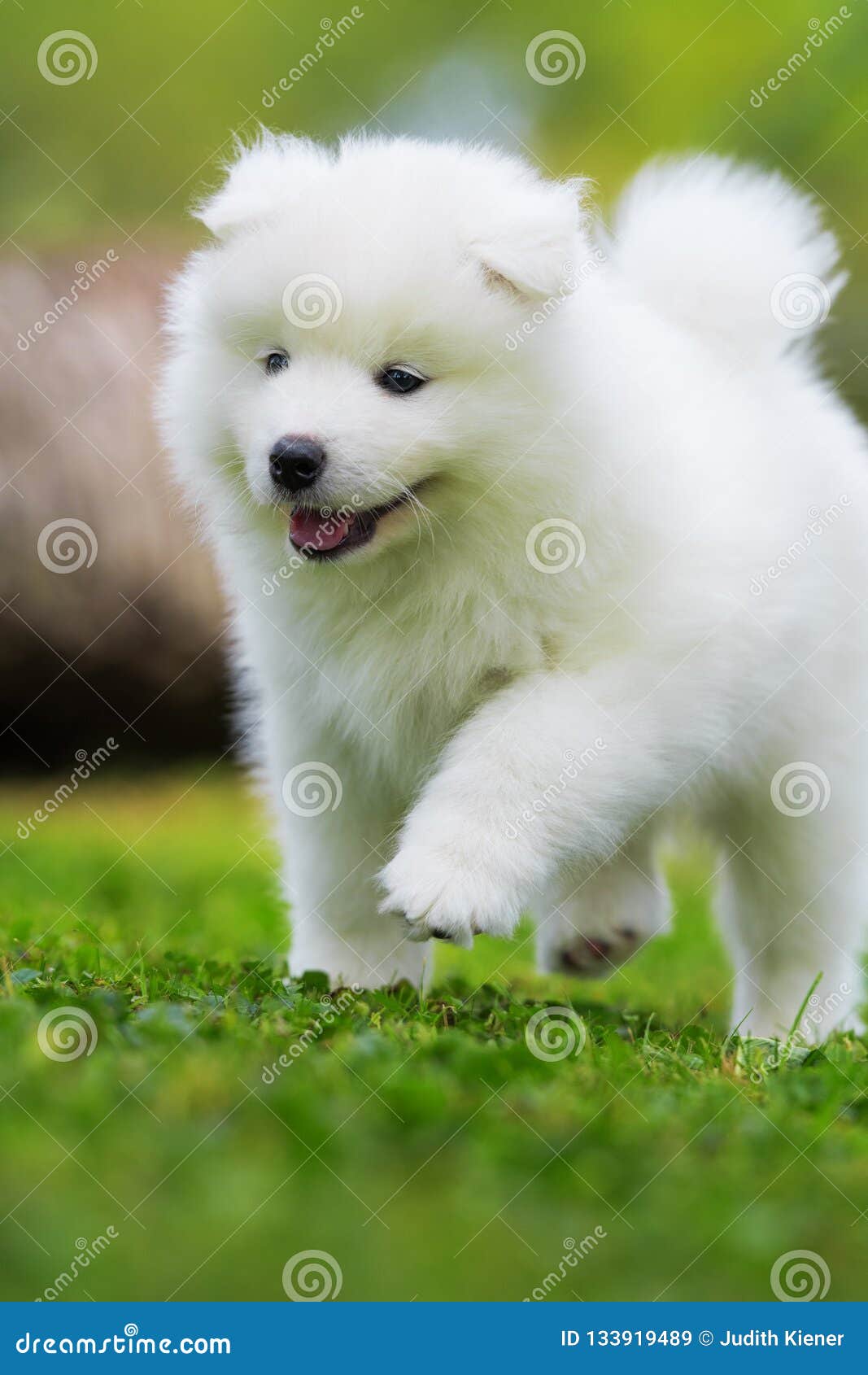 Samoyed Puppy Running in a Meadow Stock Image - Image of action, jump ...