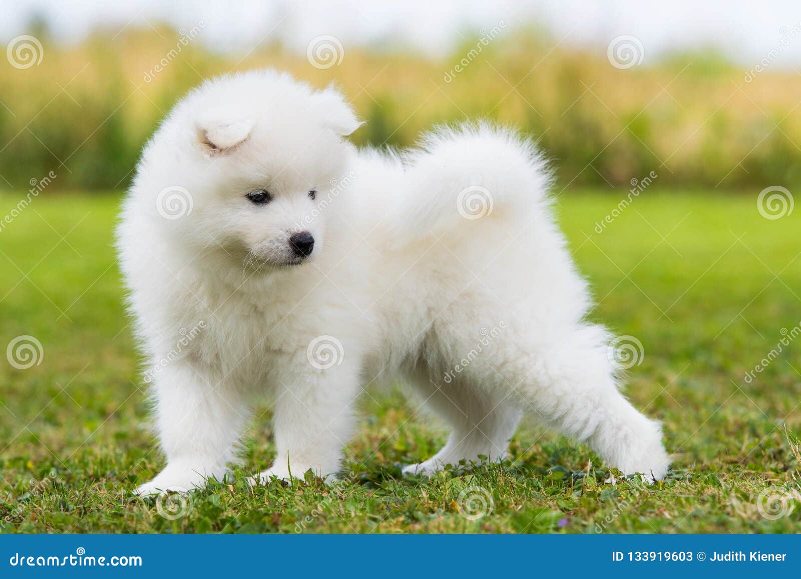 Samoyed Puppy Standing in a Meadow Stock Image - Image of pretty, grass ...