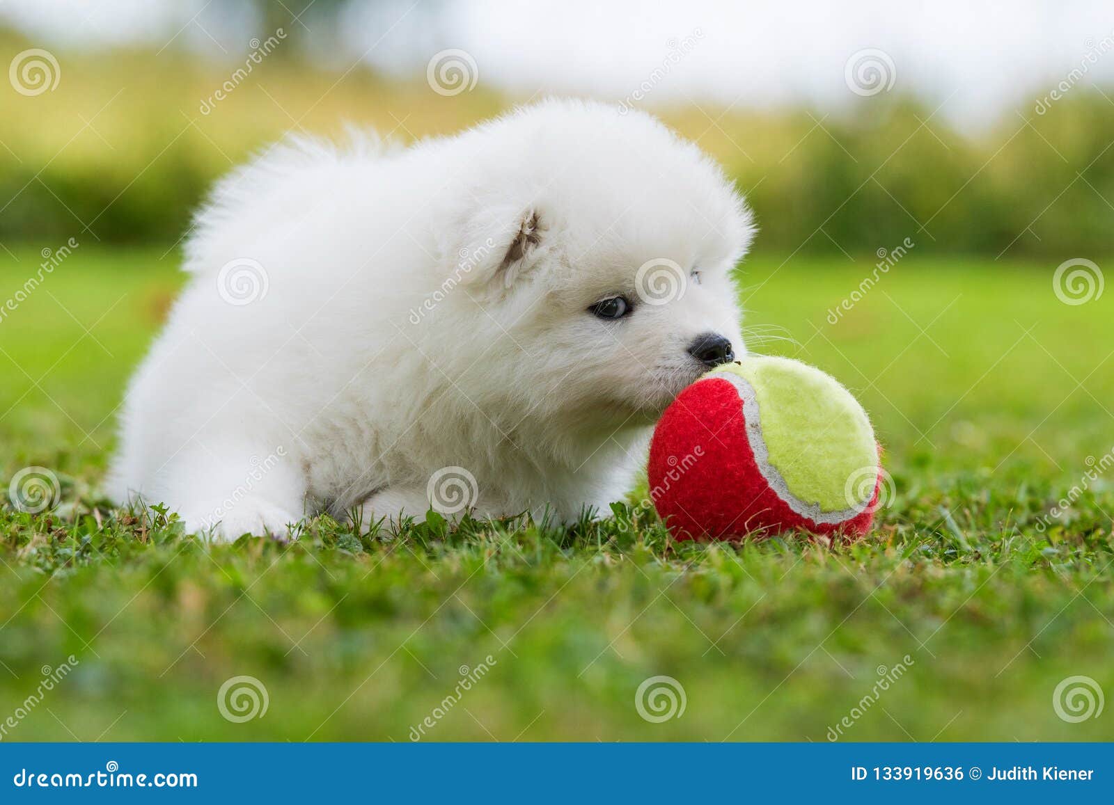 Samoyed Puppy Lying in a Meadow with a Ball Stock Photo - Image of ...