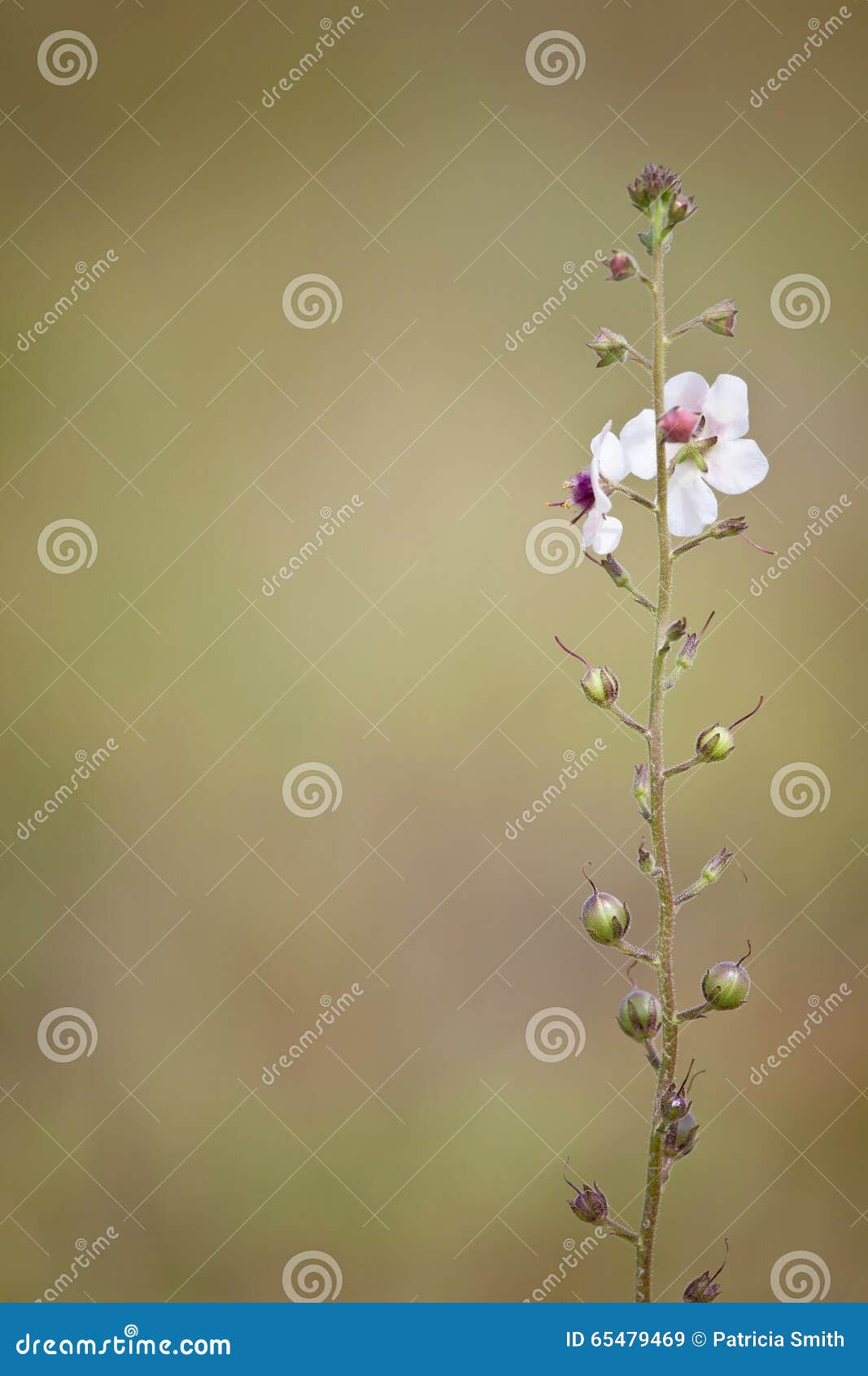 Samolus Ebracteatus - Bractless Brookweed Stock Image - Image of ...