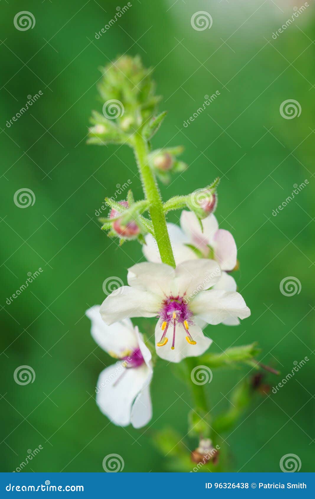 Samolus Ebracteatus - Bractless Brookweed Stock Photo - Image of ...