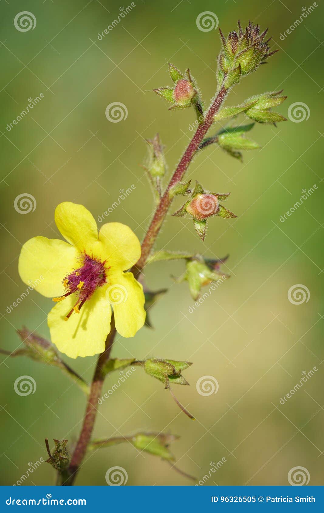 Samolus Ebracteatus - Bractless Brookweed Stock Image - Image of ...