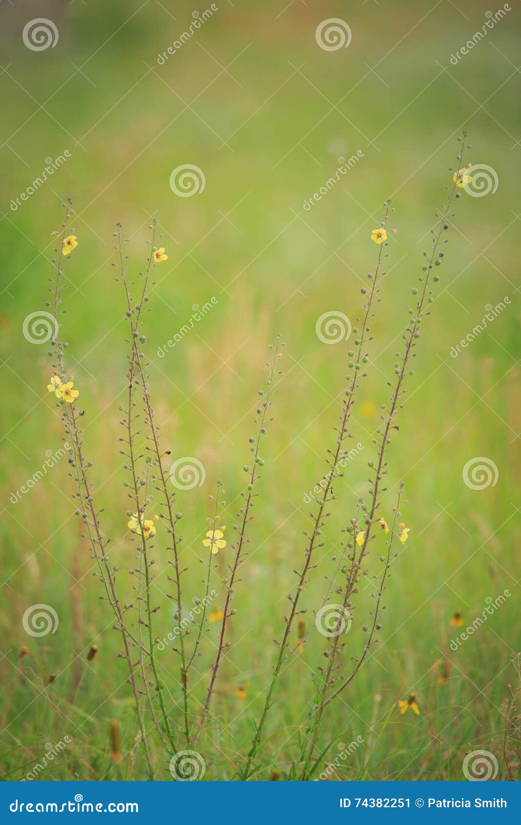 Samolus Ebracteatus - Bractless Brookweed Stock Image - Image of ...