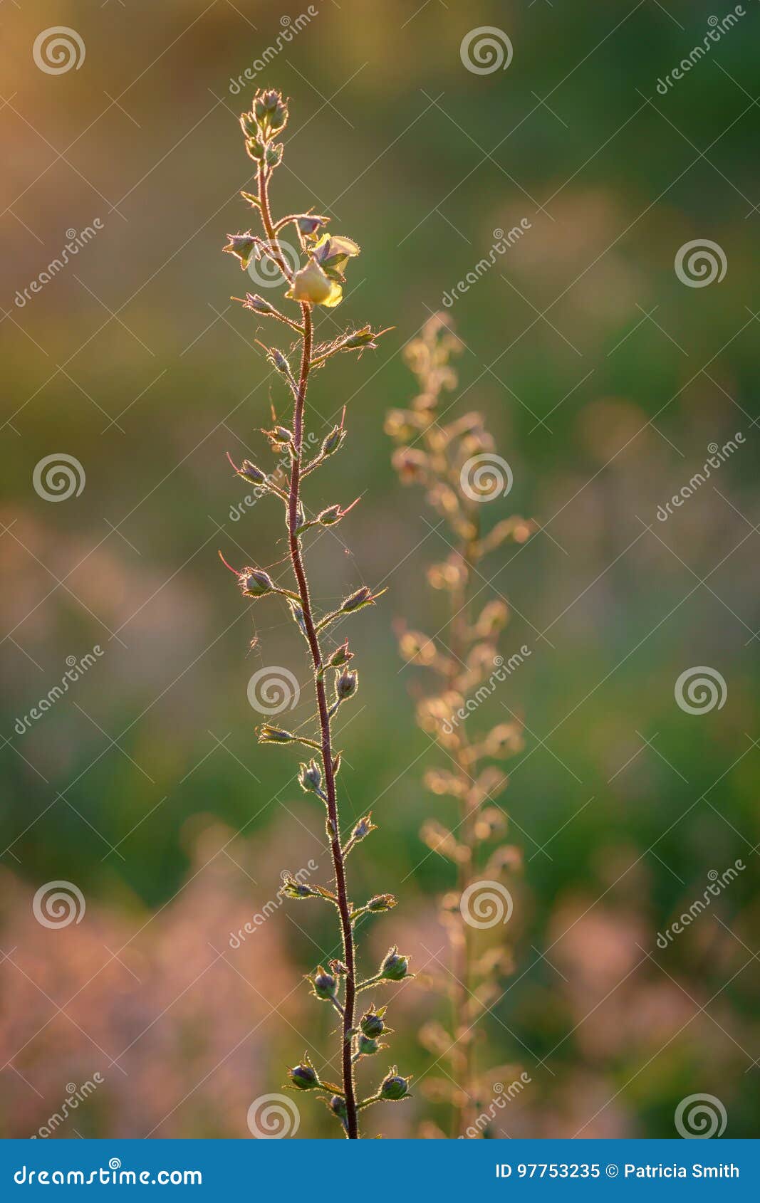 Brookweed Backlit Stock Photos - Free & Royalty-Free Stock Photos from ...