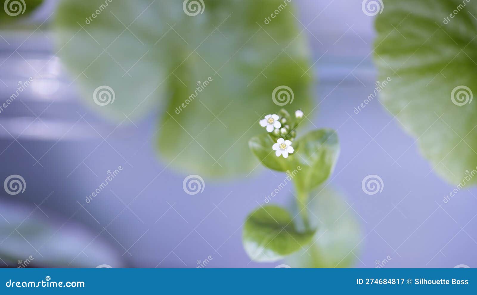Samolus Valerandi Aquascaping, Aquarium Plant Macro Closeup Stock Image ...