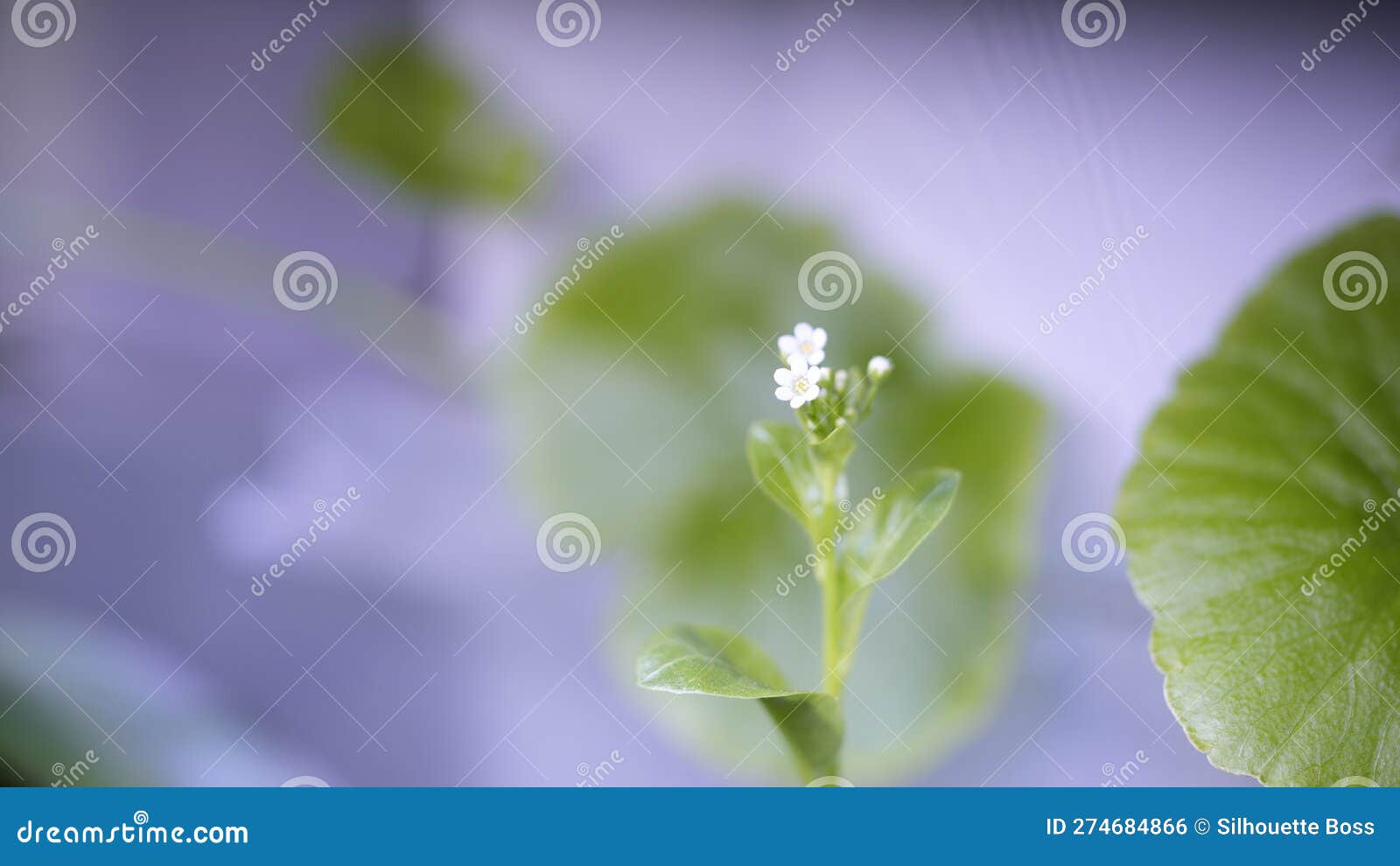 Samolus Valerandi Aquascaping, Aquarium Plant Macro Closeup Stock Photo ...