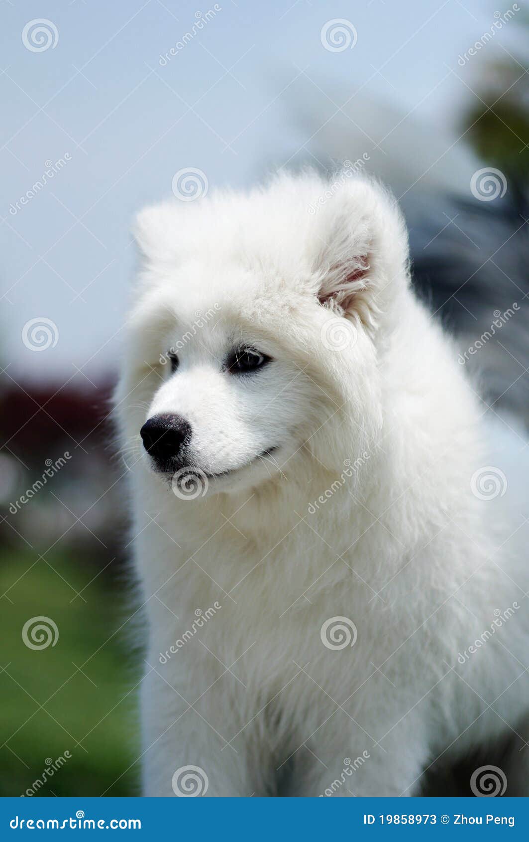Samoyed stock image. Image of nature, snow, strong, docile - 19858973