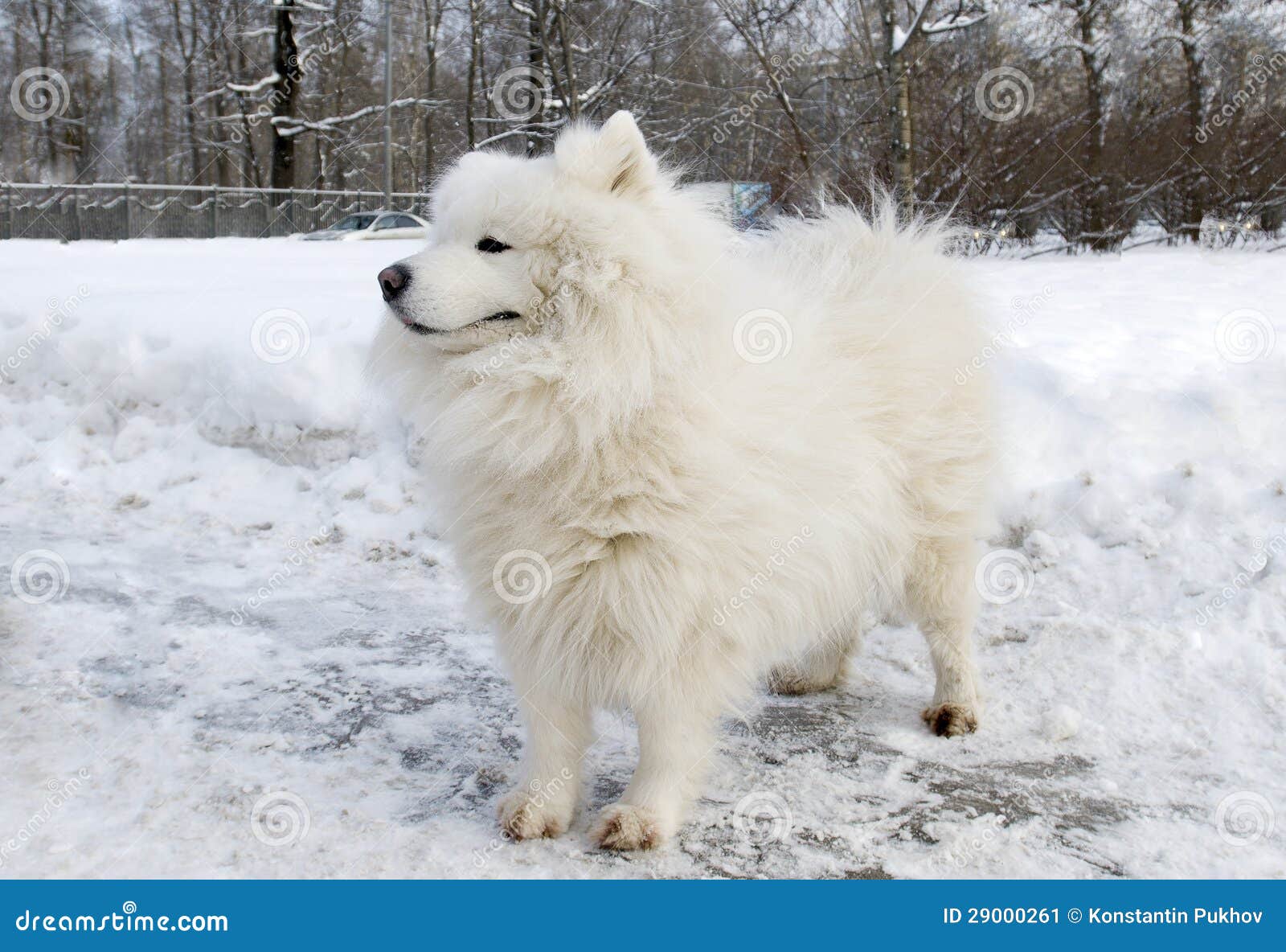 Samoyed stock image. Image of male, season, blue, cold - 29000261