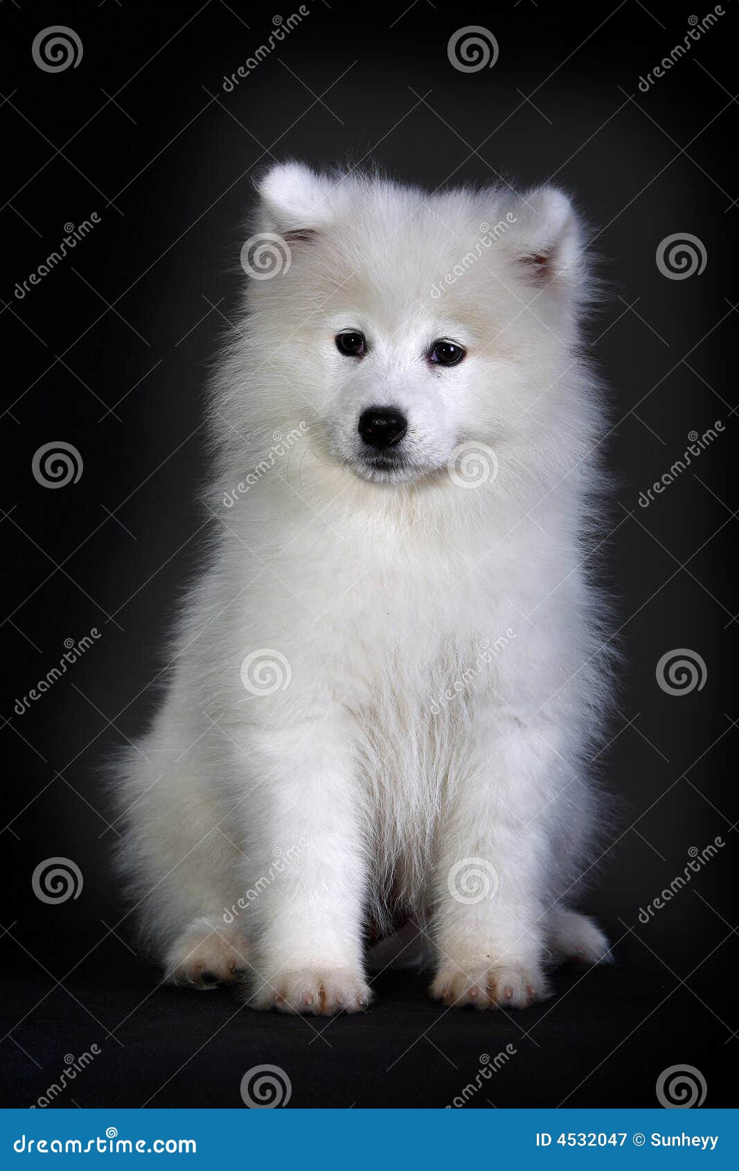 Samoyed stock image. Image of couple, cuddly, outdoor - 4532047
