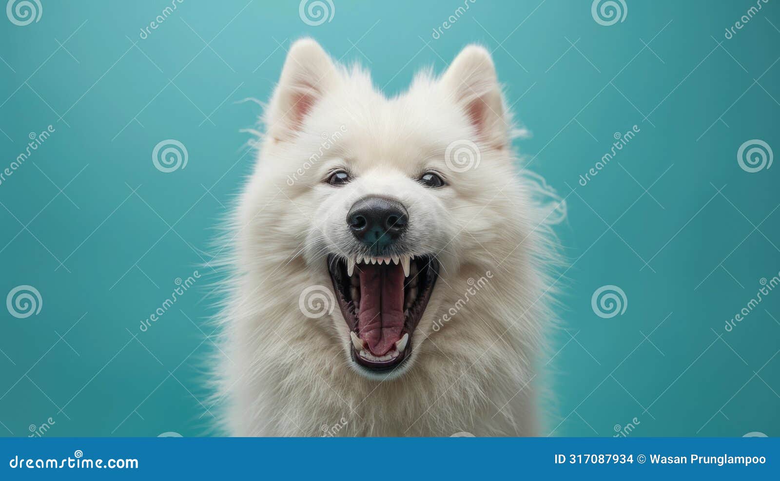 Samoyed, Angry Dog Baring Its Teeth, Studio Lighting Pastel Background ...