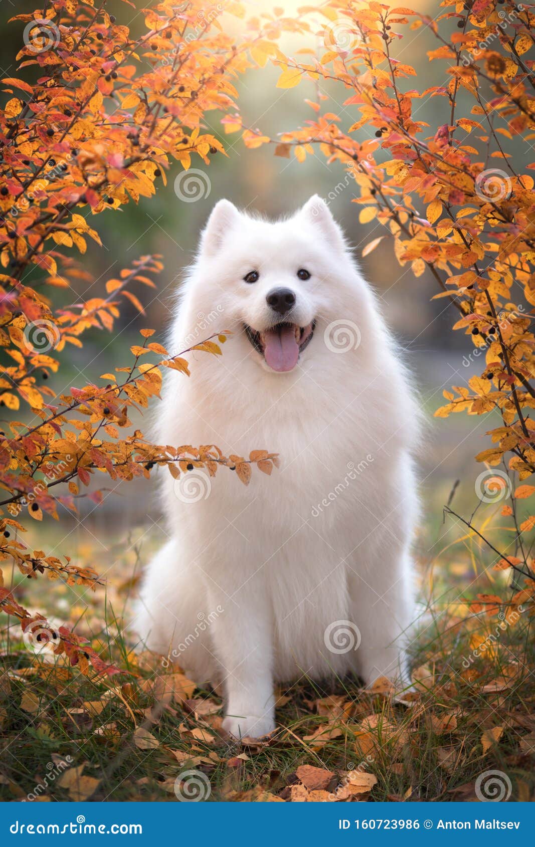 Samoyed in autumn park stock photo. Image of samoyed - 160723986