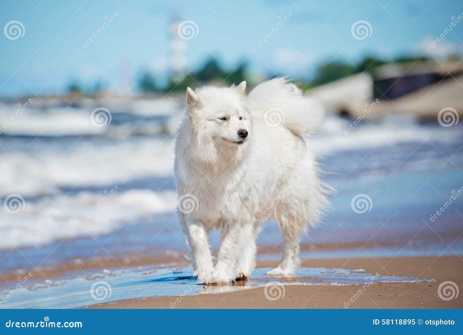 Samoyed on the beach stock image. Image of samoyed, summer - 58118895