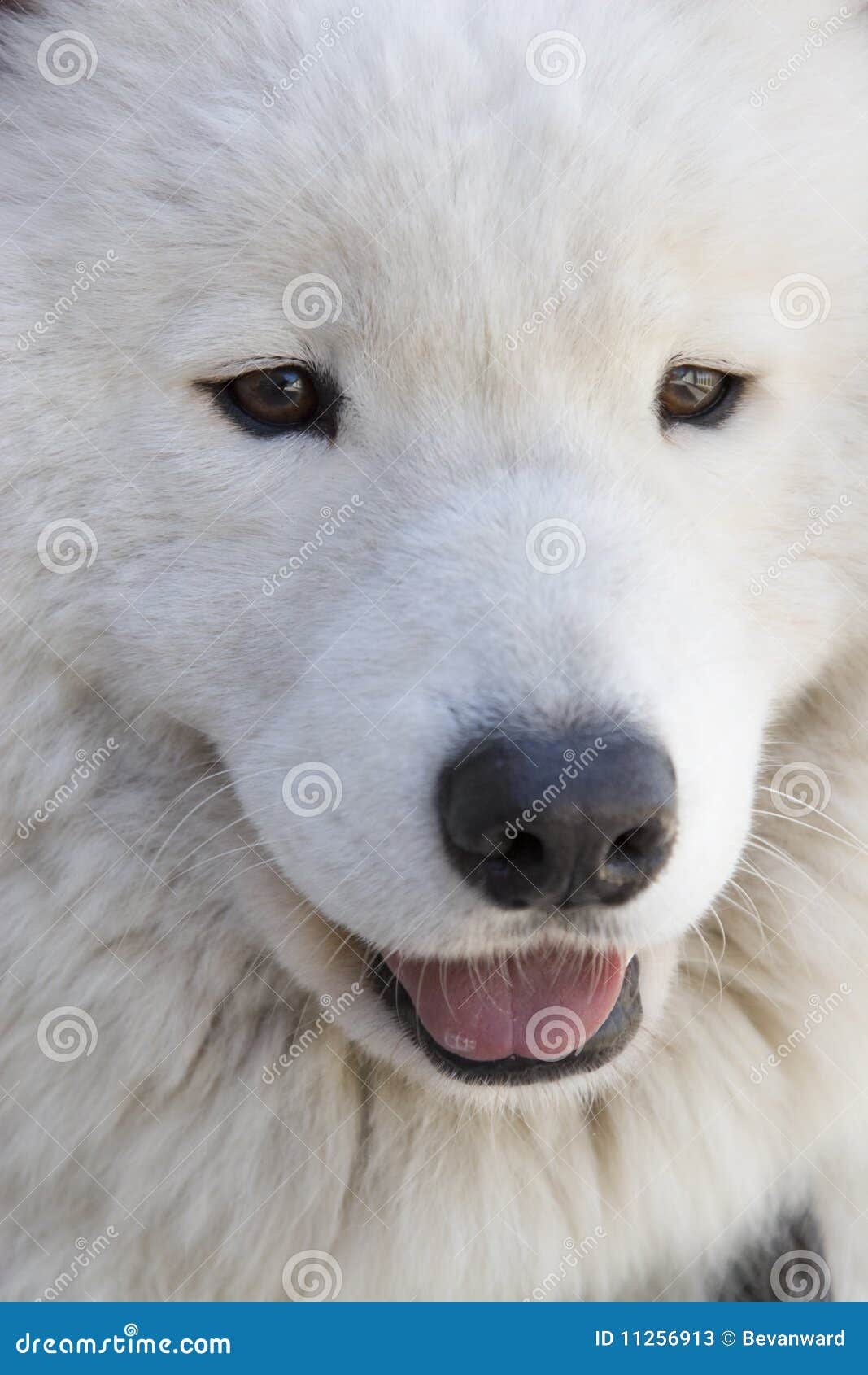 Samoyed closeup stock image. Image of doggy, mammal, macro - 11256913