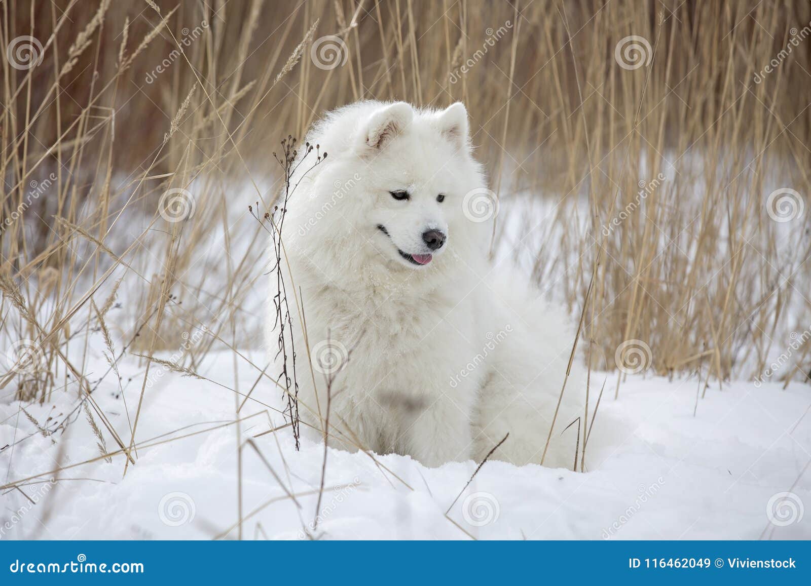 Samoyed is dancing stock image. Image of spring, dancing - 116462049