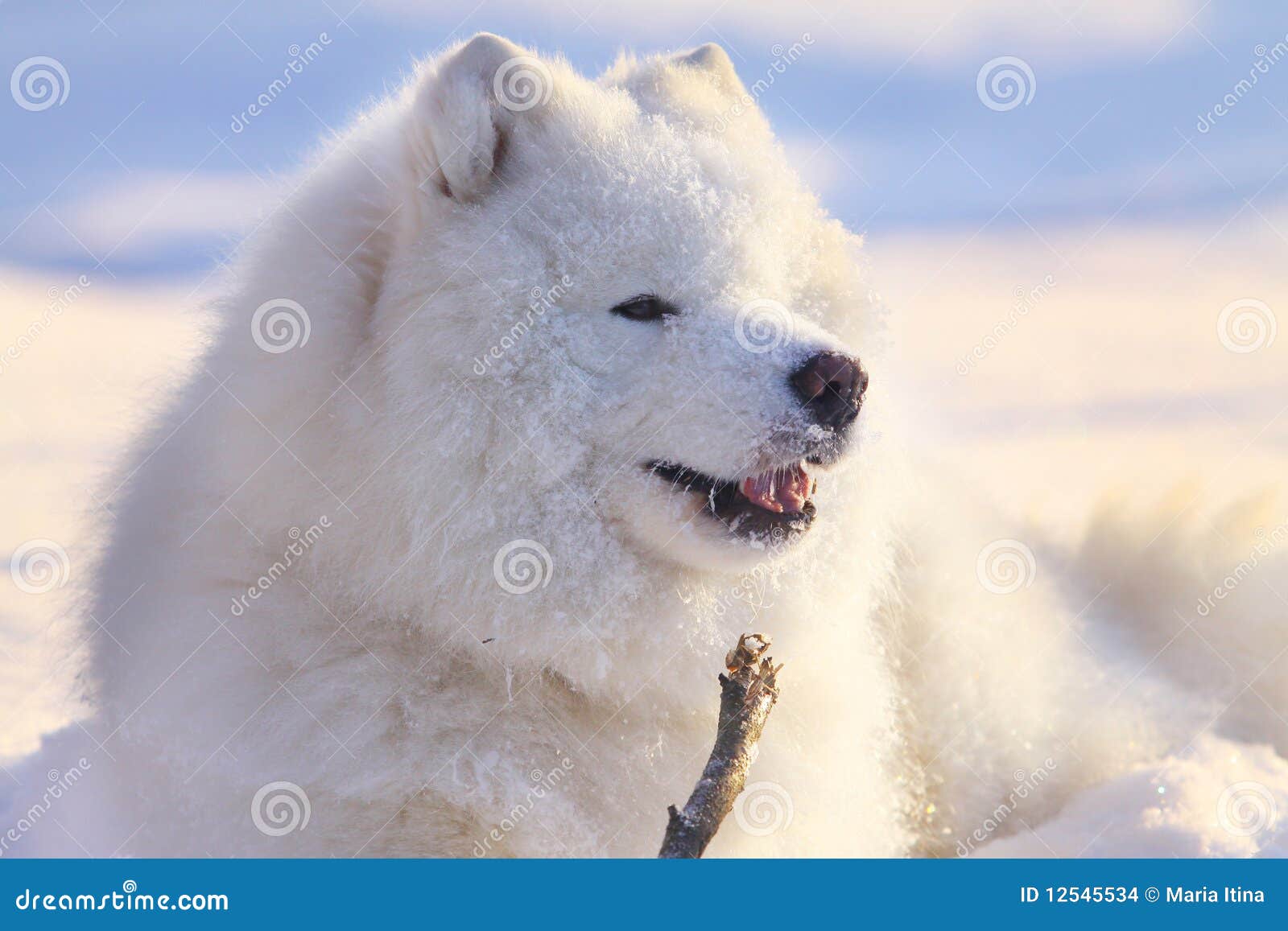 Samoyed dog stock photo. Image of north, purebred, laying - 12545534
