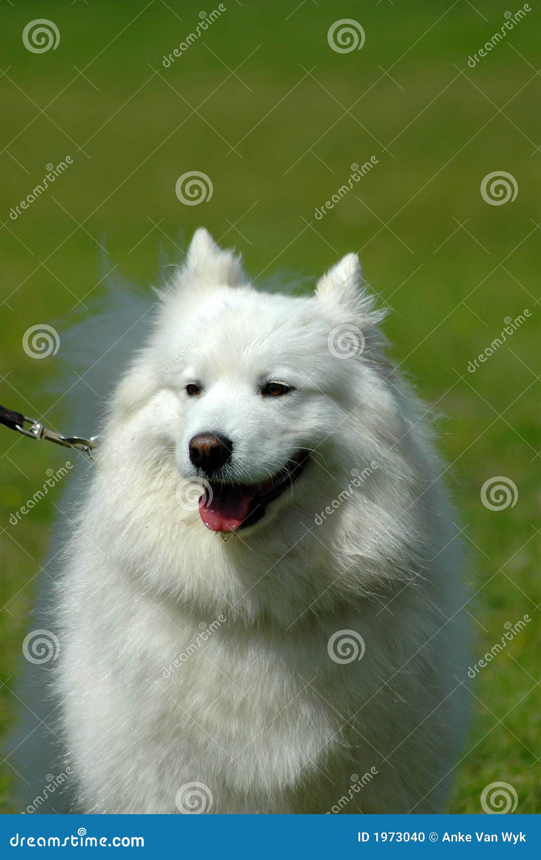 Samoyed dog stock photo. Image of canine, doggy, friend - 1973040