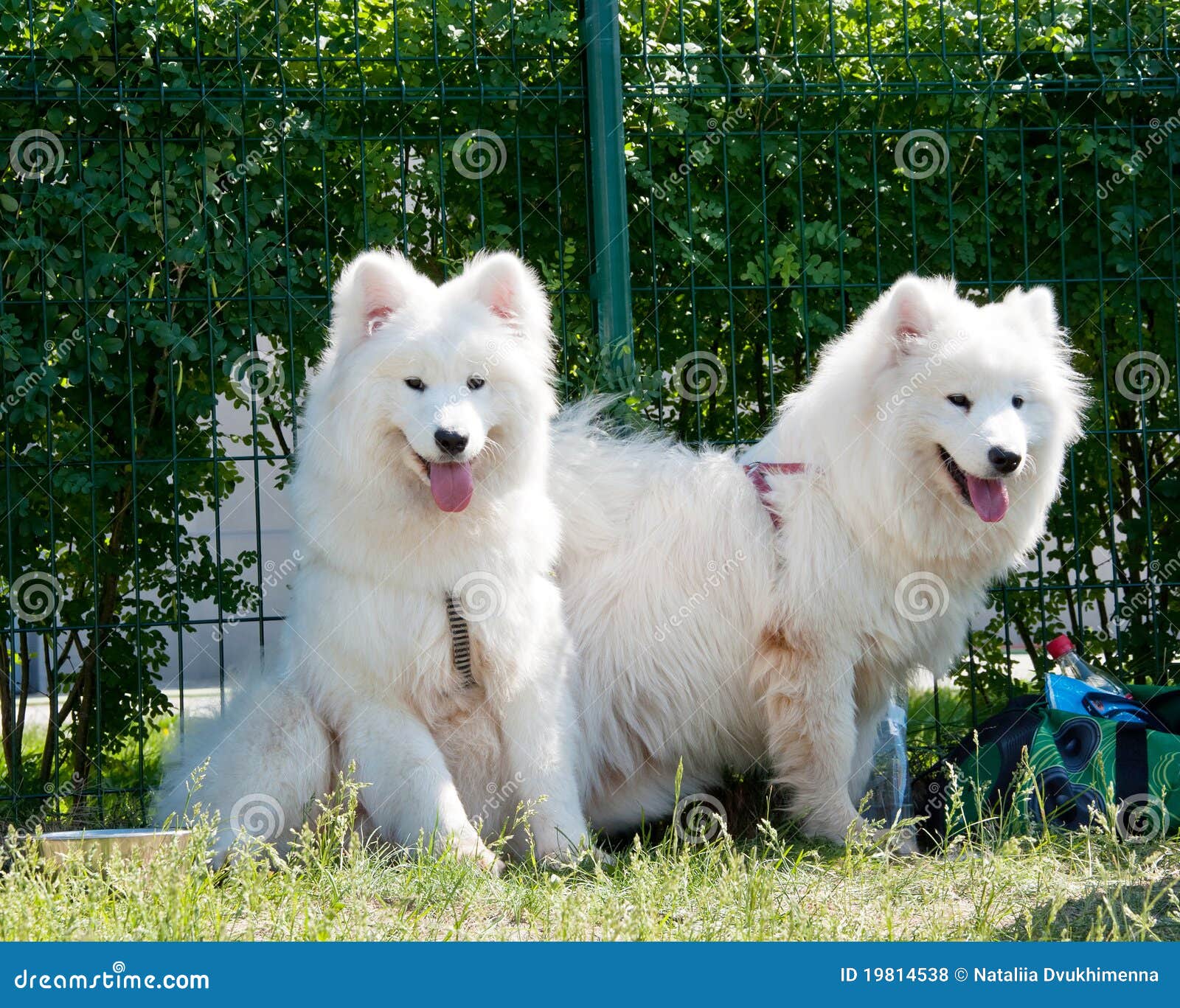 Samoyed dog stock photo. Image of spring, fluffy, mammal - 19814538