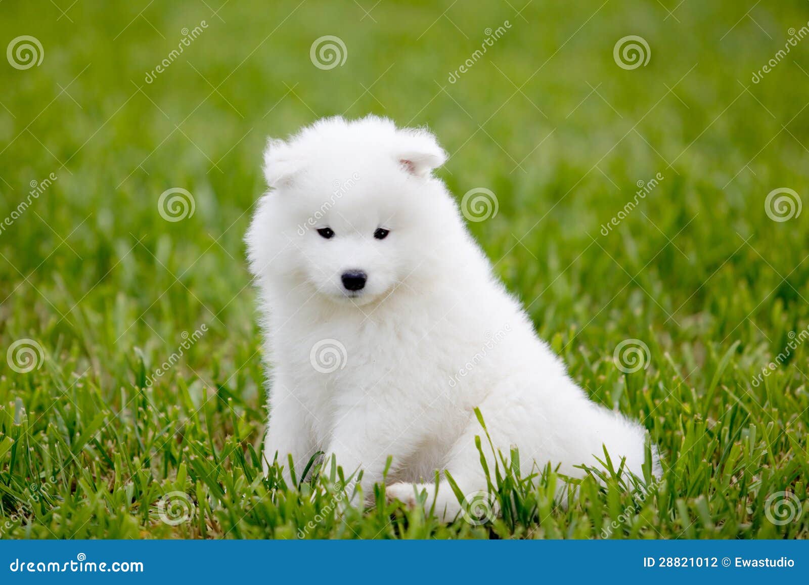 Samoyed dog stock photo. Image of domestic, face, long - 28821012