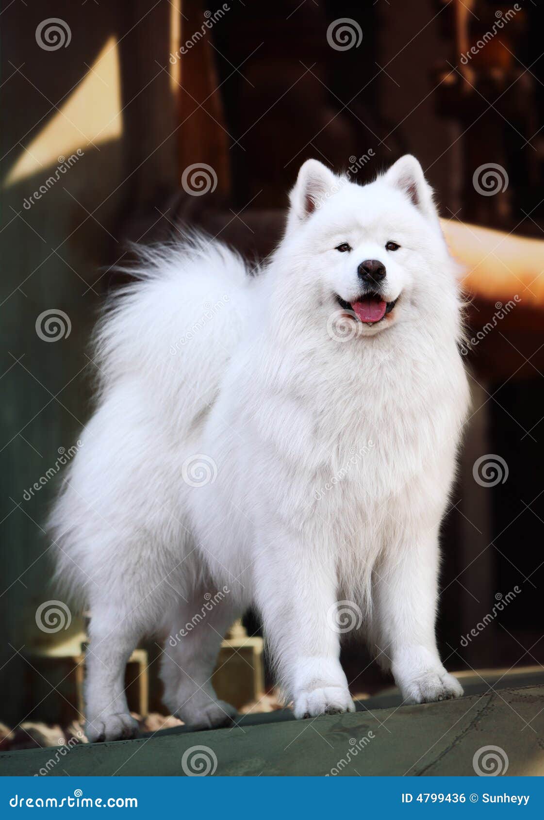 Samoyed dog stock photo. Image of isolated, grooming, friend - 4799436