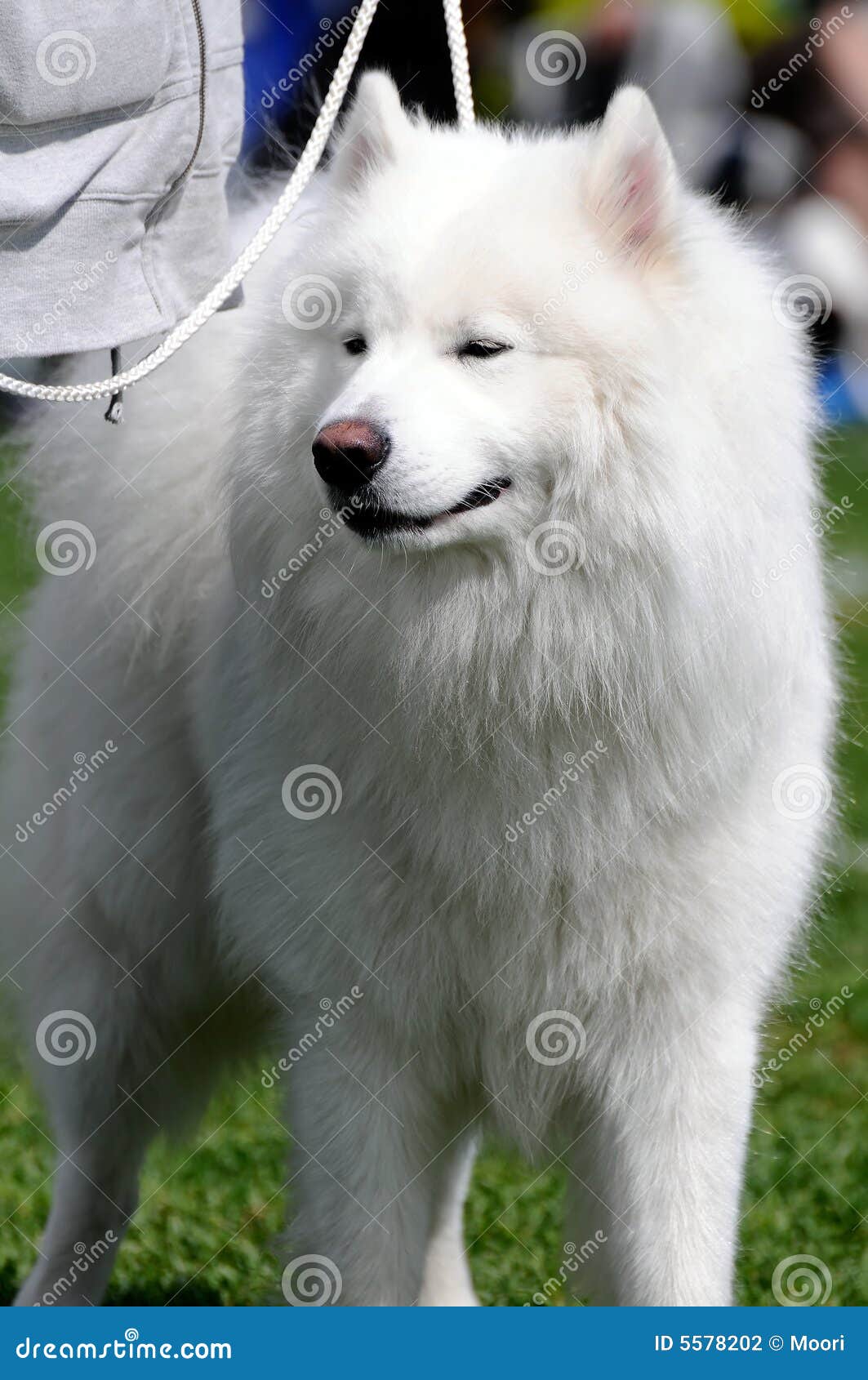 Samoyed Dog stock photo. Image of obedience, mammal, pose - 5578202